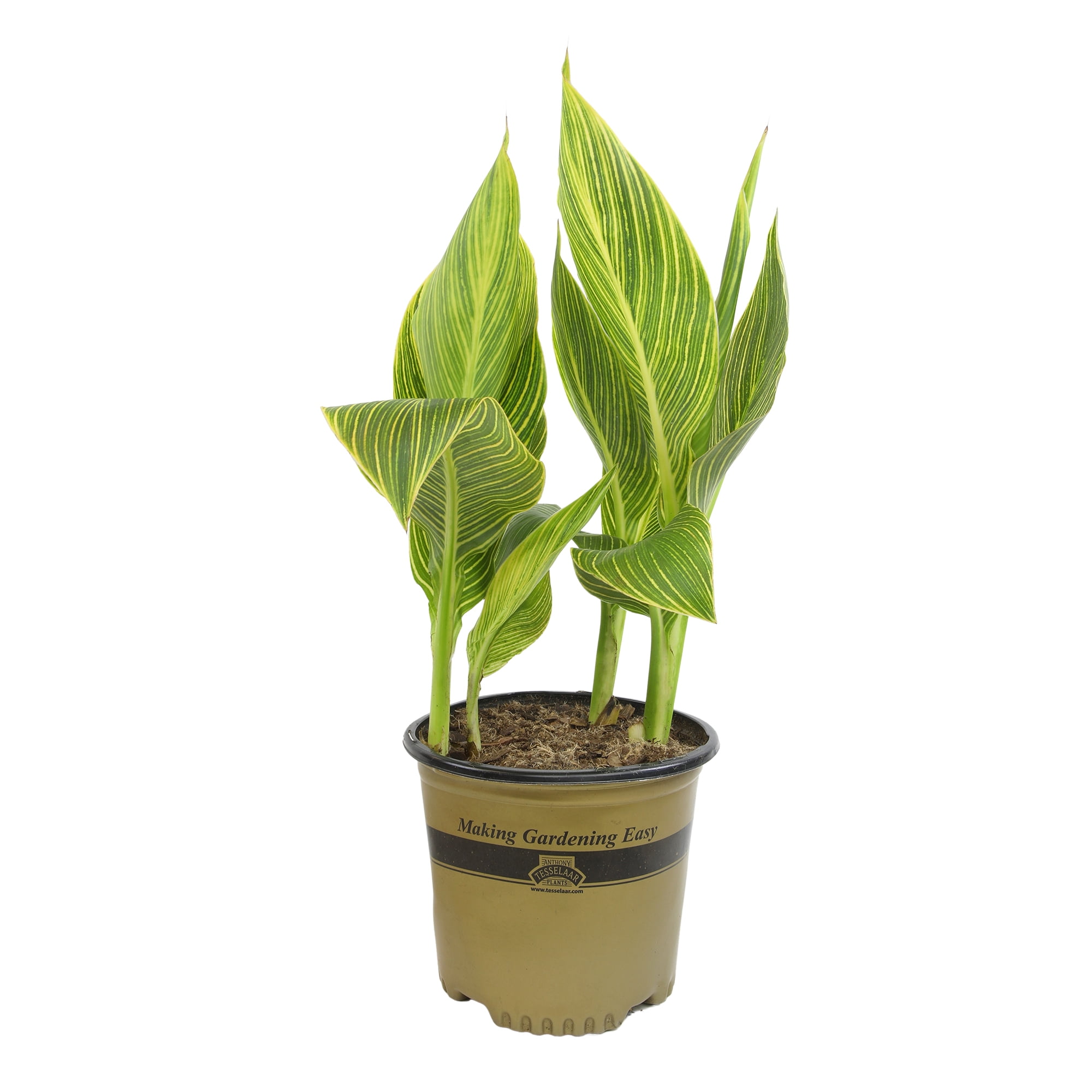 Altman Plants Gold Tropicanna Canna Lily | Garden Perennial, Outdoor ...