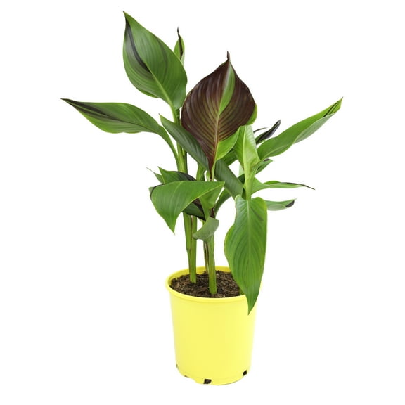 Colorful Canna Lily Plants and Bulbs for Garden or Container Use