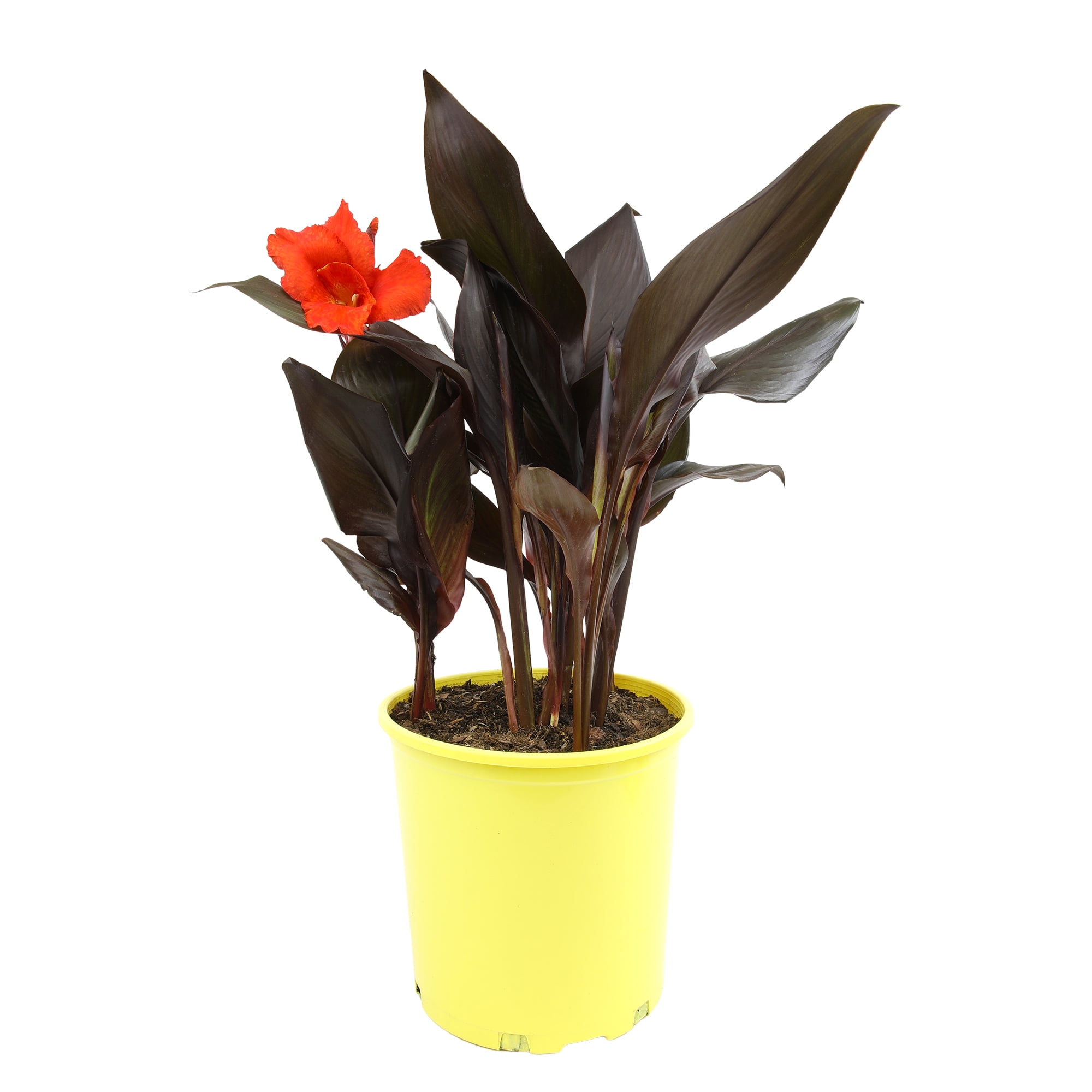 Altman Plants 'Lava Rock' Canna Lily | 4qt. Grow Pot; Full Sun ...