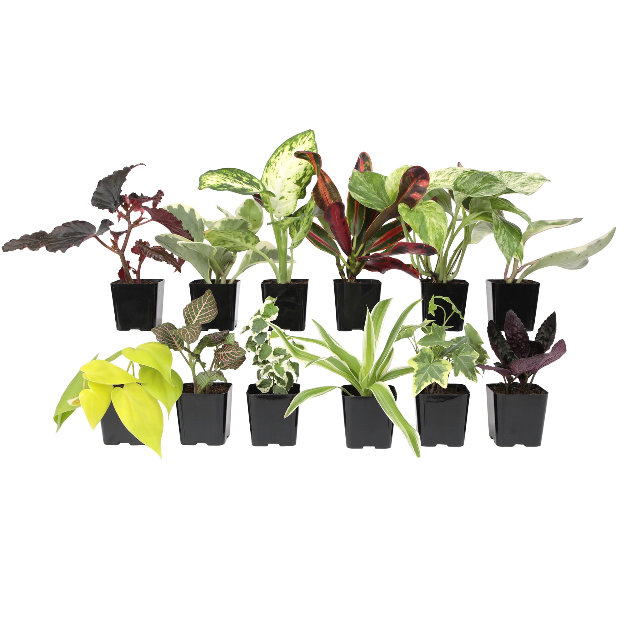 Altman Plants Live Houseplants (12PK), Small Variety, Pet Safe, Indoor ...