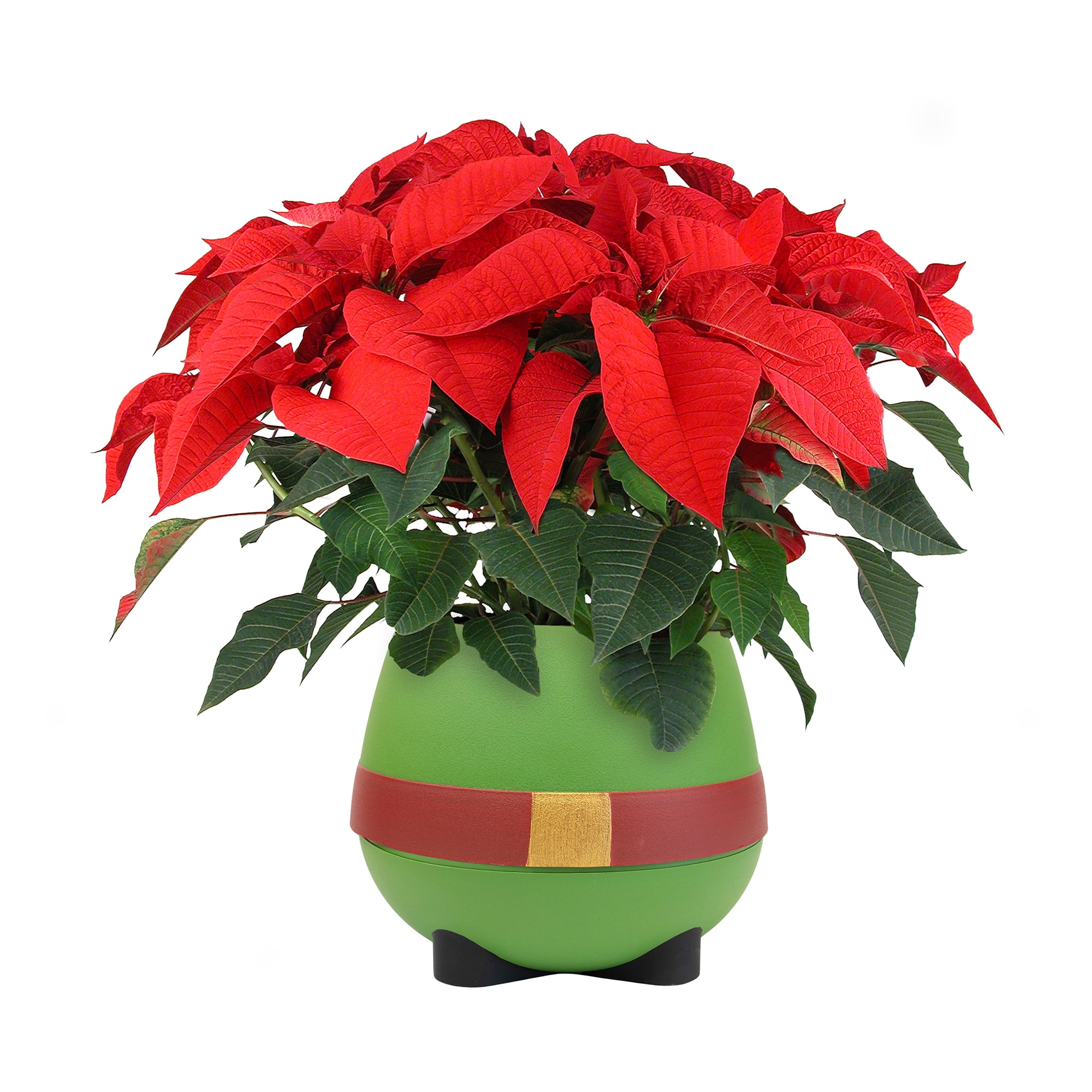 Poinsettia as a houseplant store