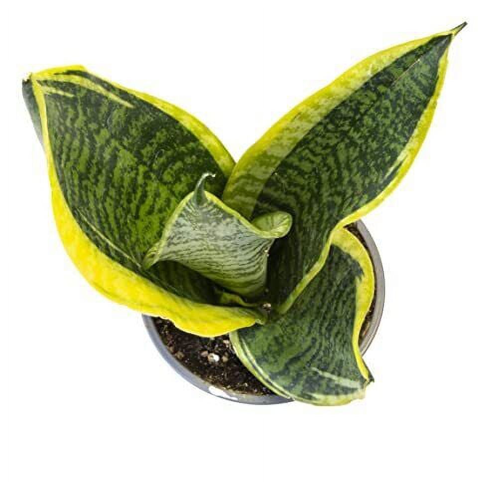 Altman Plants Live Snake Plant Sansevieria trifasciata Superba Fully ...