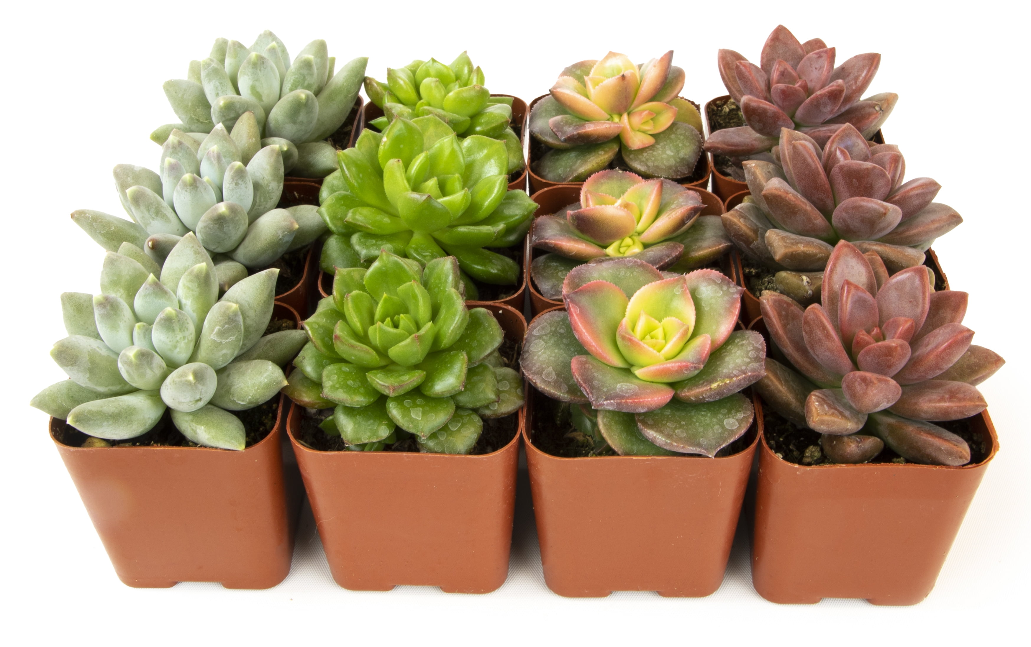 The 10 Easiest Types of Succulents to Grow as Houseplants