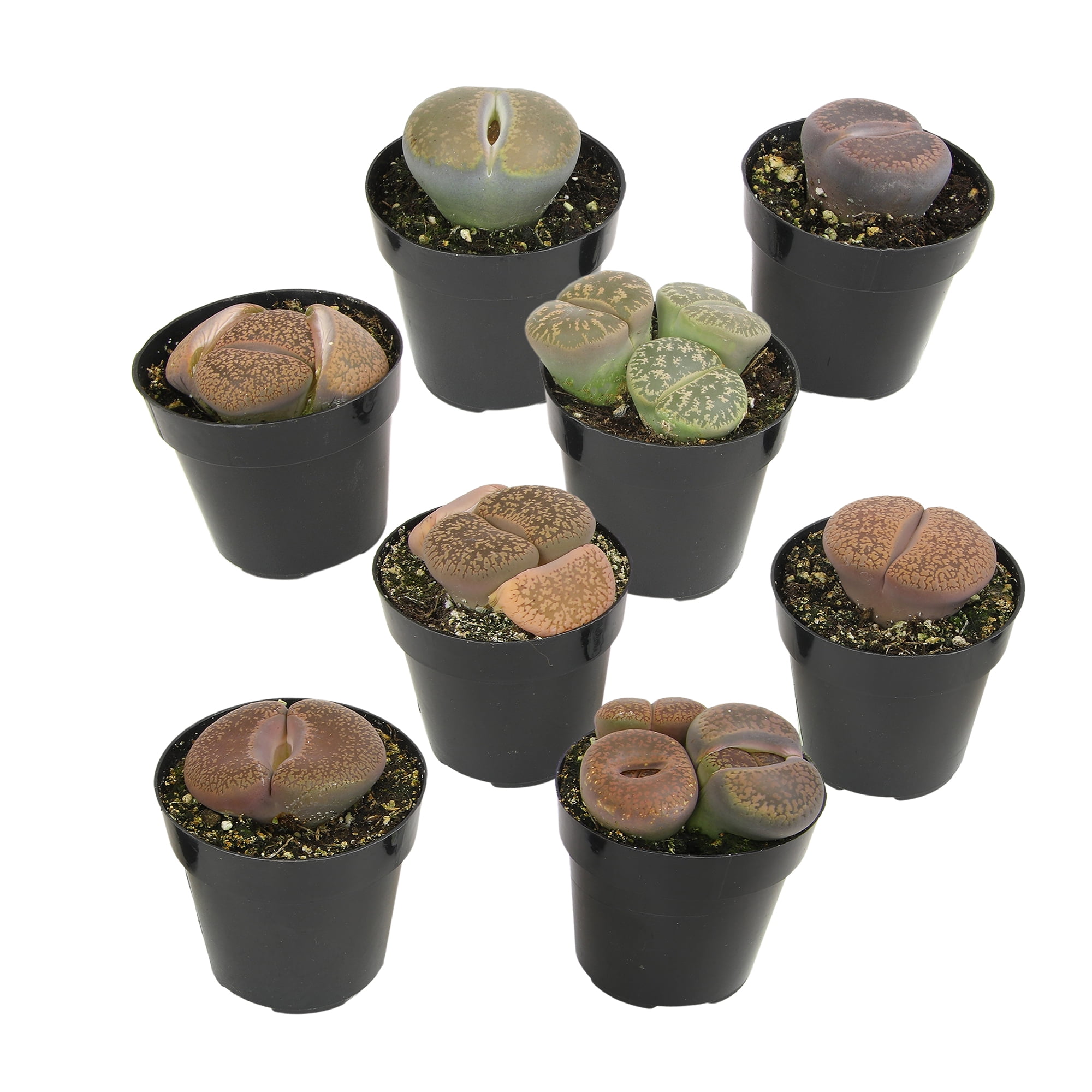 Altman Plants Living Stones Pet-safe Succulents 8-pack (Lithops) in 2.5 ...