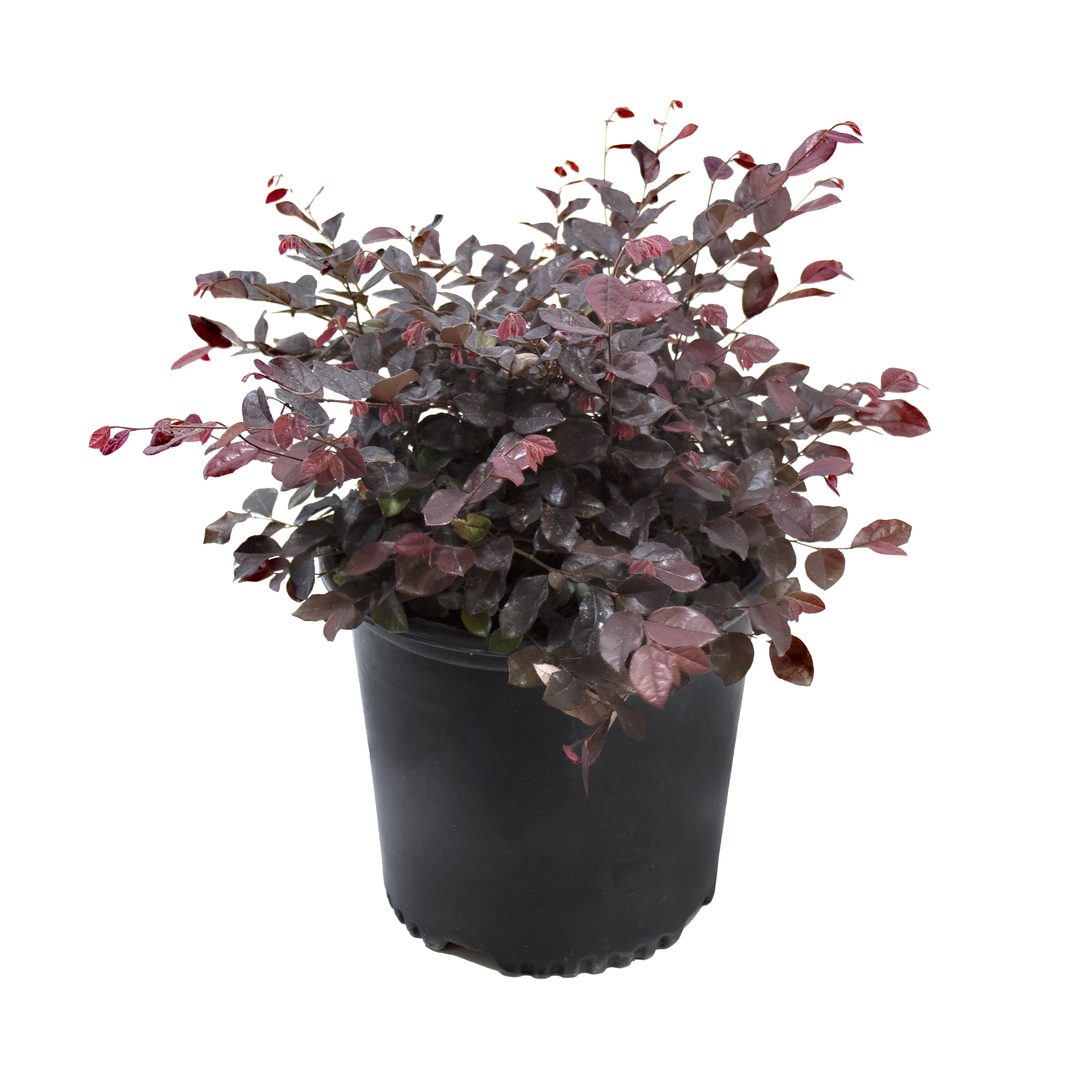 Altman Plants Loropetalum Chin Rubrum Plum, 3 gal. Grow Pot, Full to ...
