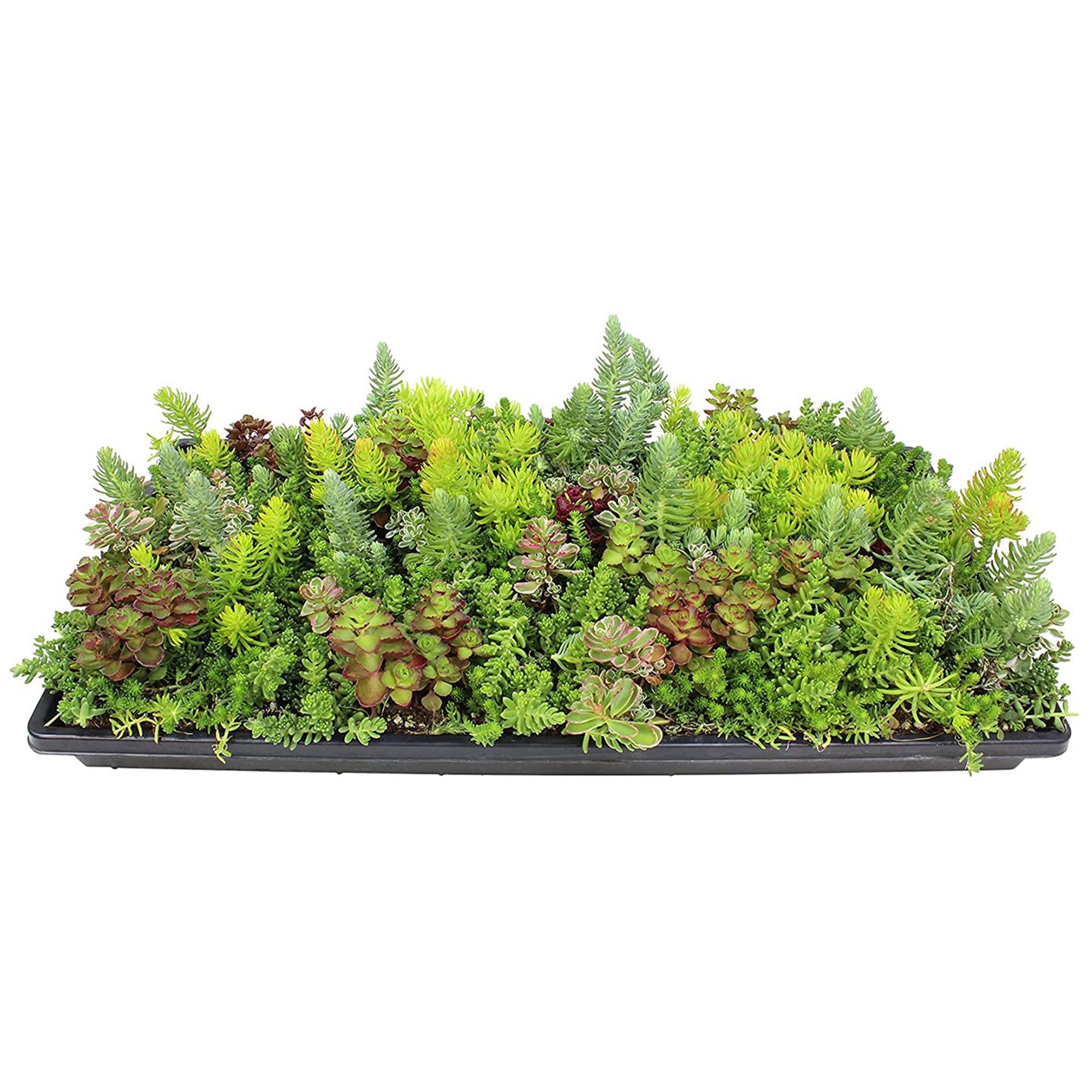 Altman Plants 10" x 20" Sedum Succulent Mat, Easy Hardy Live Succulents ...