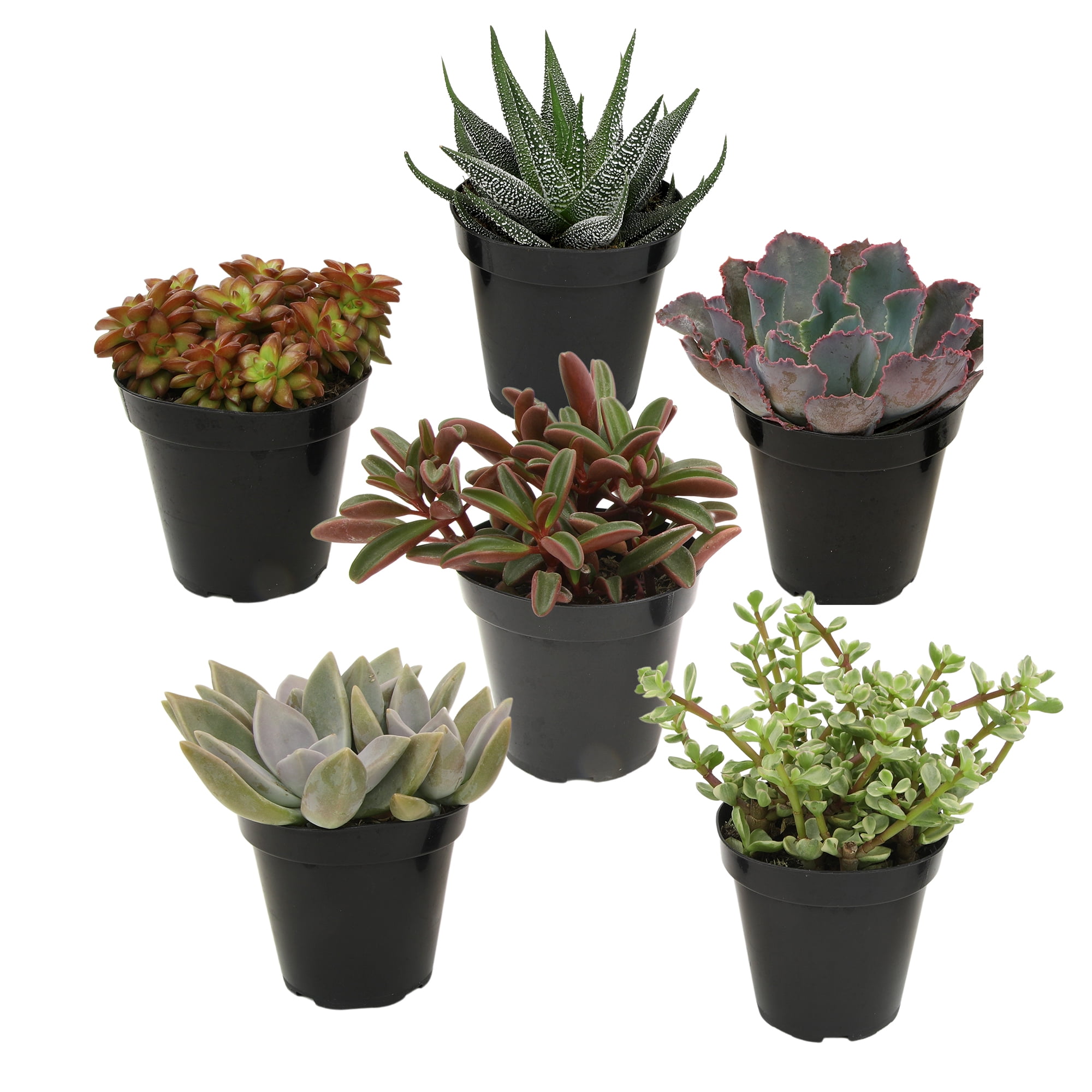 Altman Plants Pet-safe Succulents (6-pack) Easy Care Indoor Plants in 3 ...