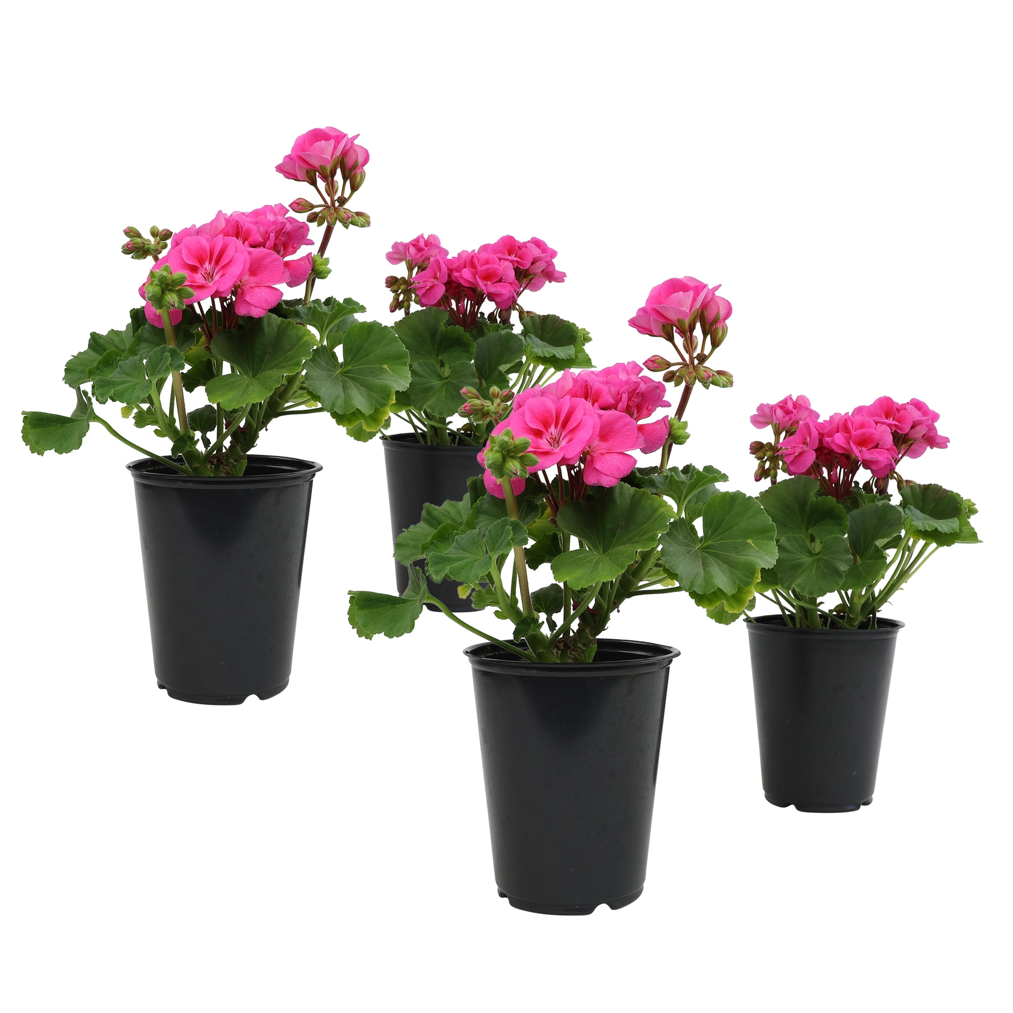 Altman Plants Pink Geranium Flowers 4-Pack, 1 Qt. Pots, Full Sun ...