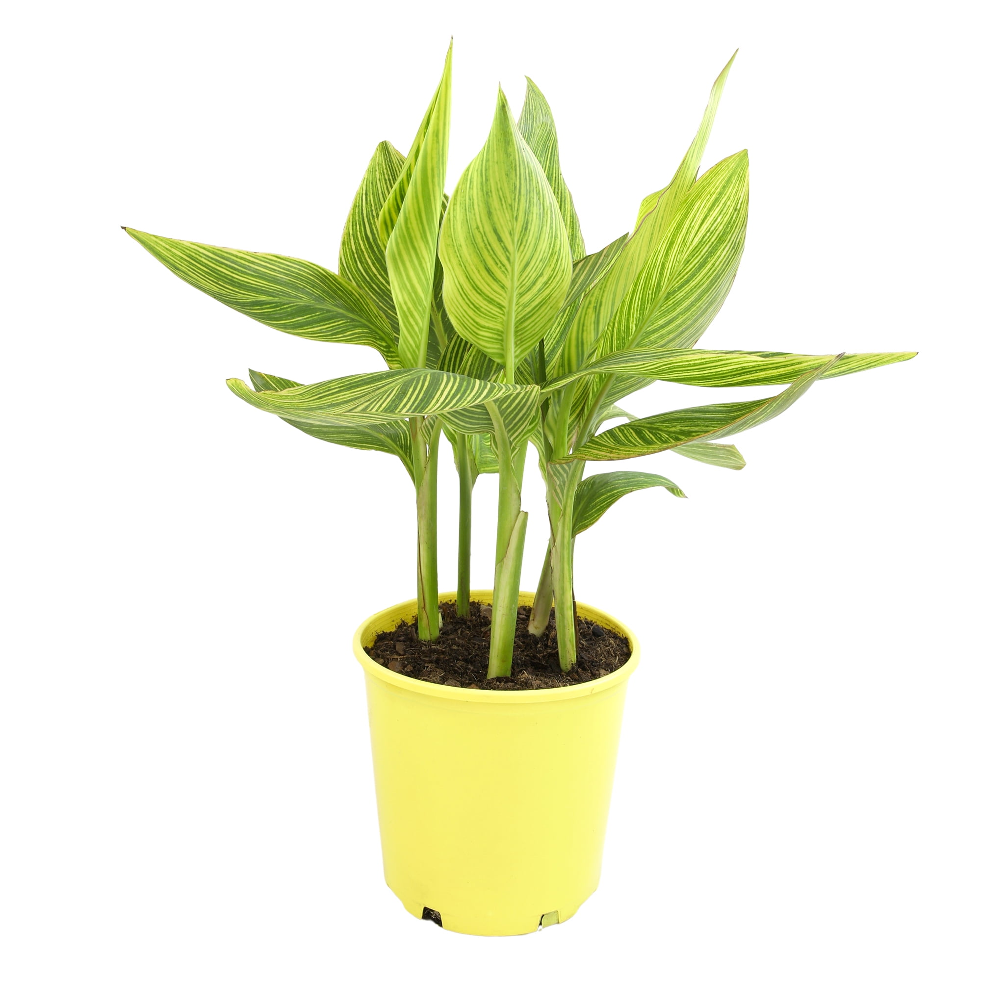 Altman Plants 'Sun Splash' Canna Lily | 4qt. Grow Pot; Full Sun ...