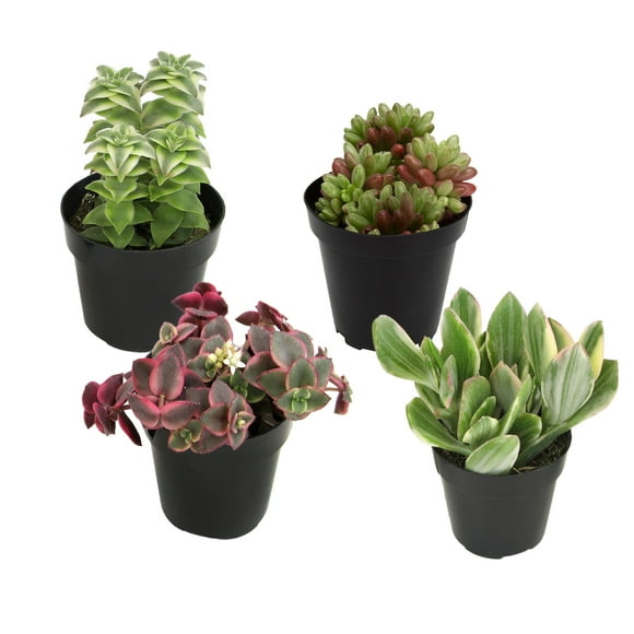 Easy Succulents
