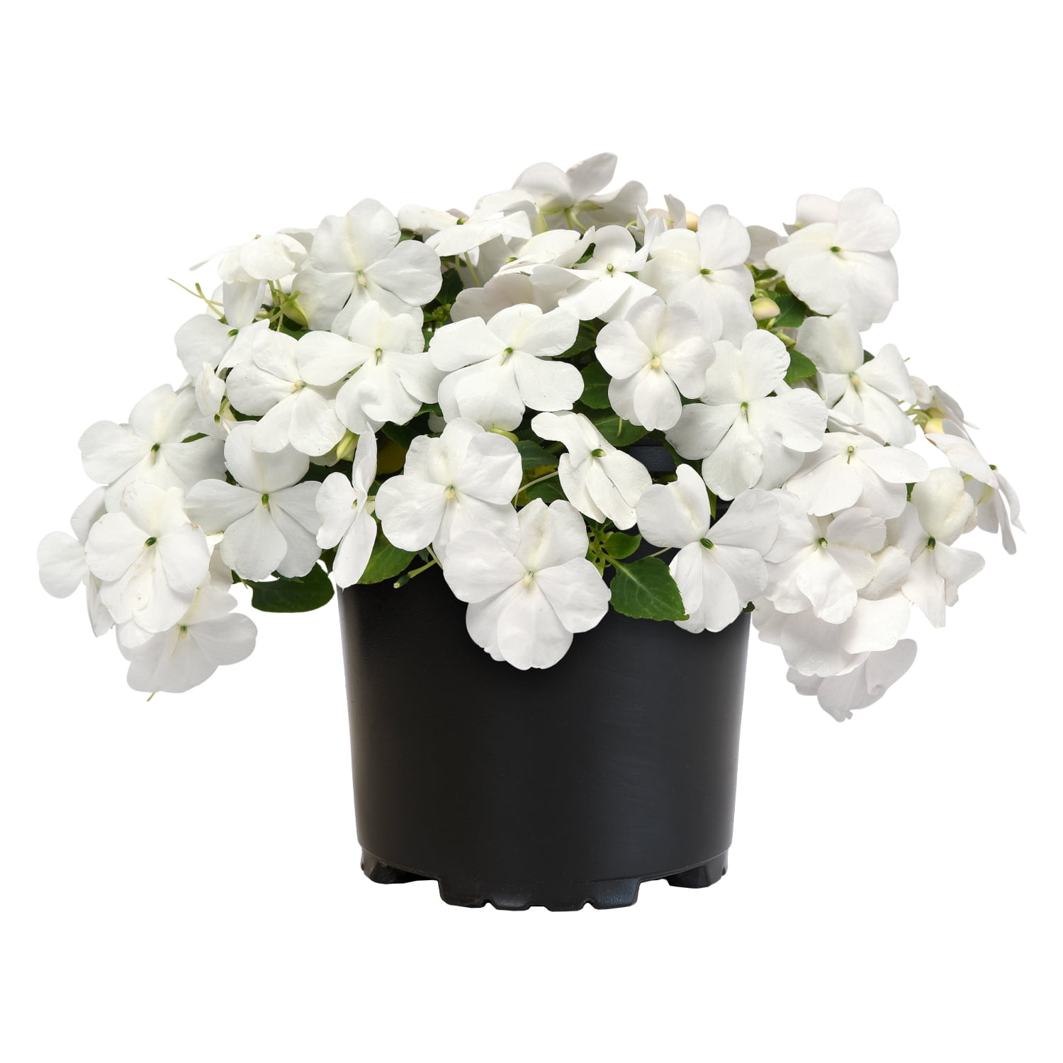 Altman Plants White Impatiens, Flowering Garden Plant, 1 gal. Pot ...