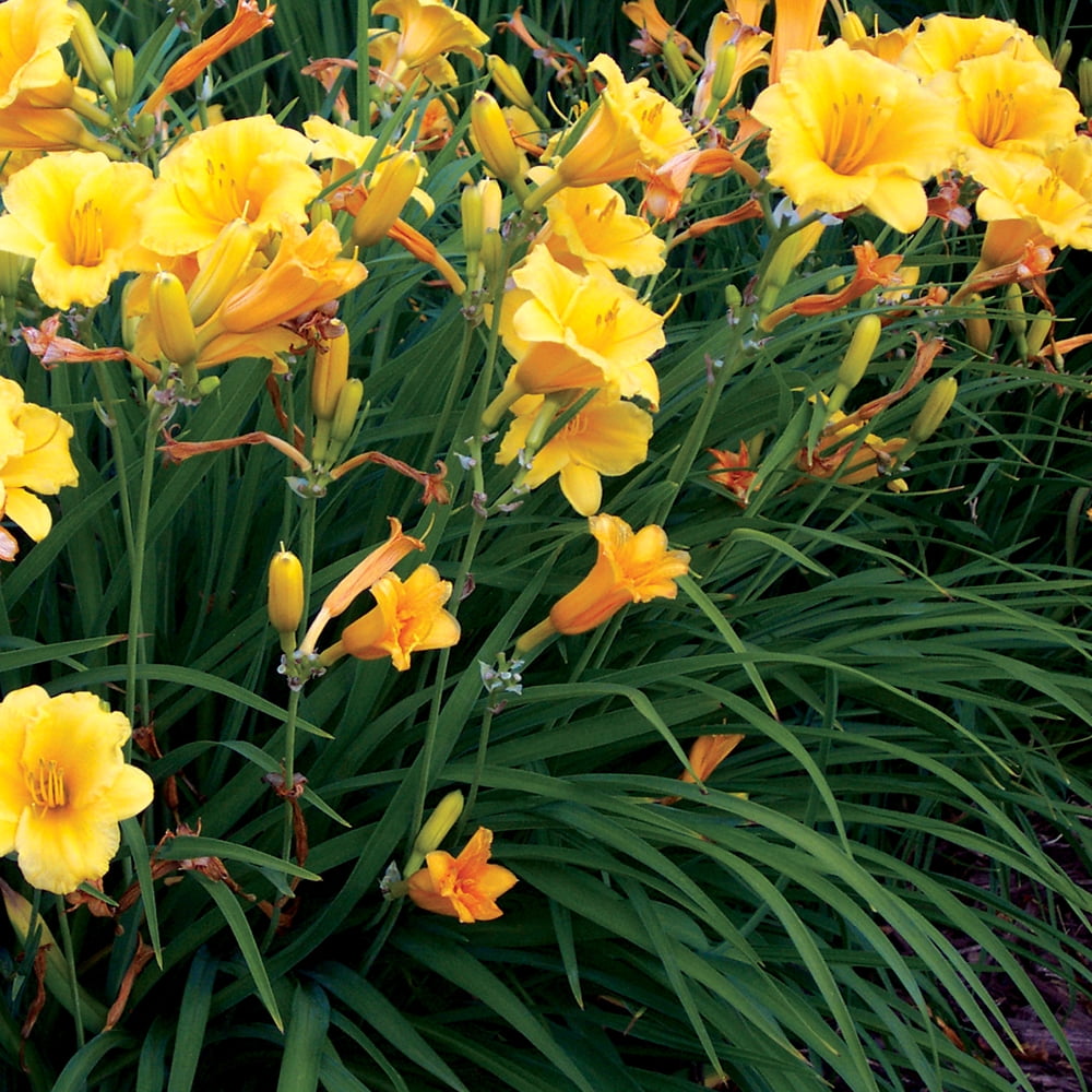 Altman Plants Yellow Daylily Plants (Hemerocallis), 2.5 Qt. Pot, Full ...