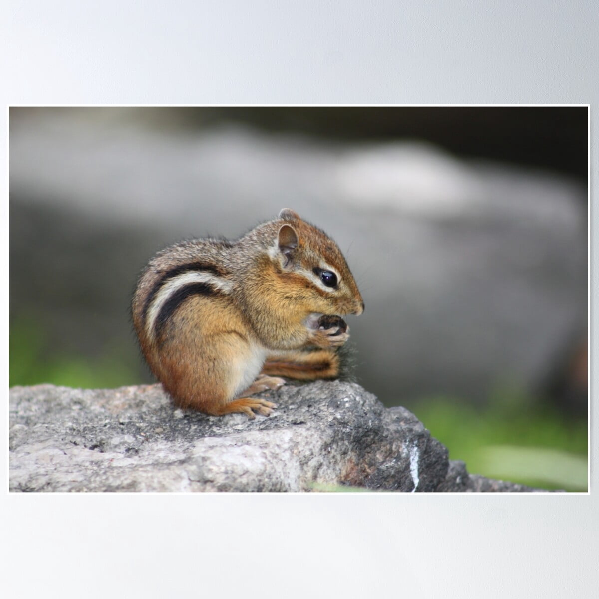 Alvin Finds His Nuts! Poster Wall Art, Modern Wall Decor For Living ...