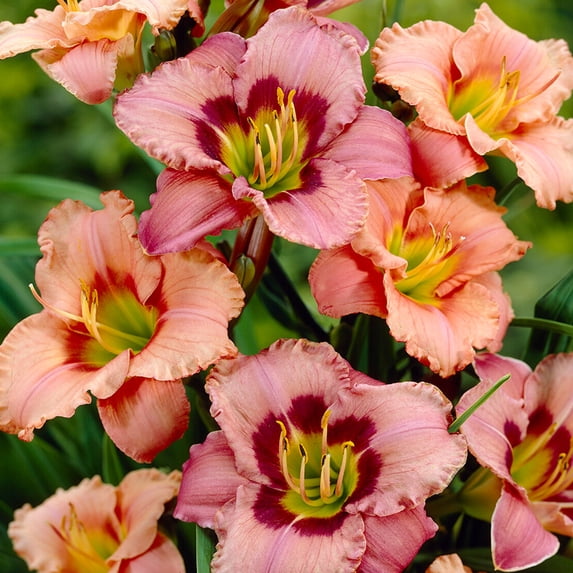 Always Sweet Reblooming Daylily Duo Flower Bulb - Attracts Butterflies ...