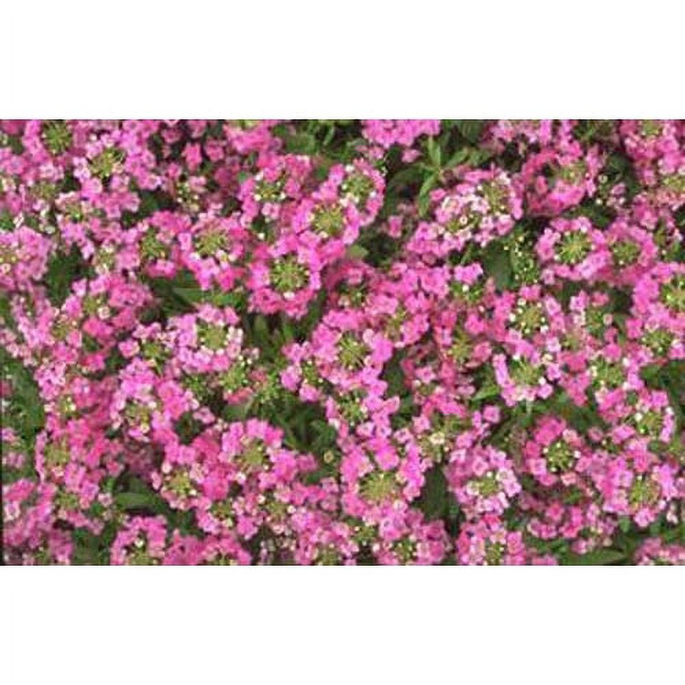 Alyssum Easter Bonnet - Deep Pink Nice Garden Flower 1,000 Seeds ...