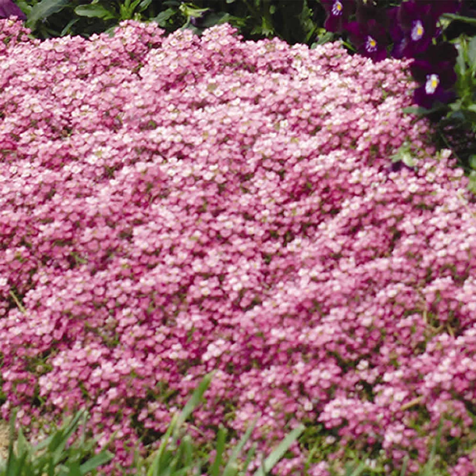 Alyssum Easter Bonnet Seeds - Color: Deep Pink - Approx 5000 Annual ...