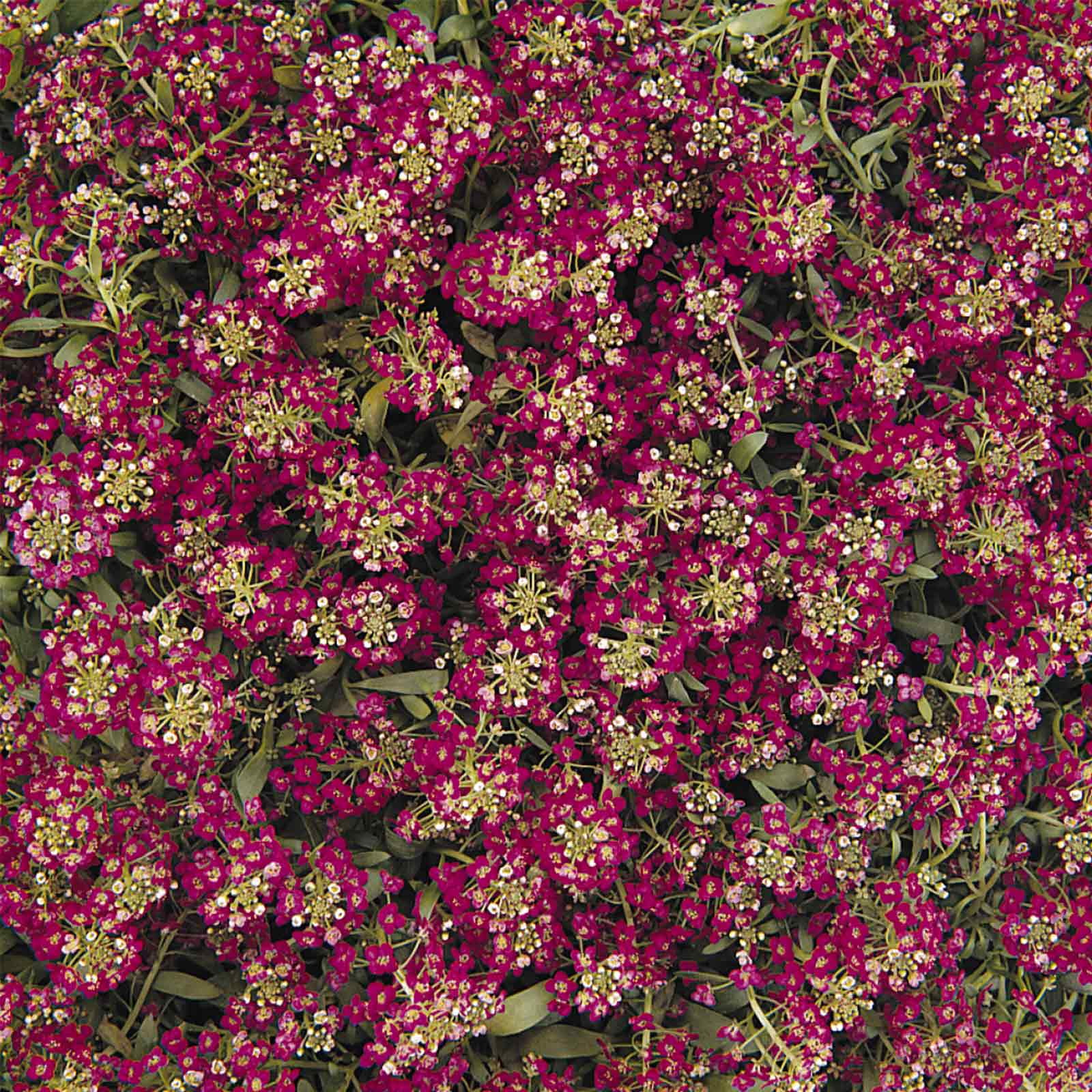 Alyssum Easter Bonnet Seeds - Color: Deep Rose - Approx 5000 Annual ...