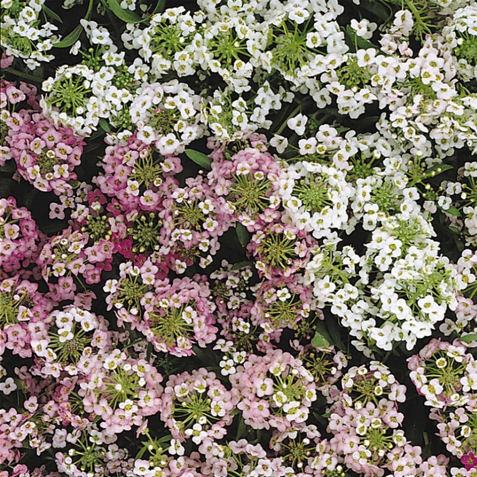 Alyssum Easter Bonnet Seeds - Color Mix - Approx 5000 Annual Flower ...