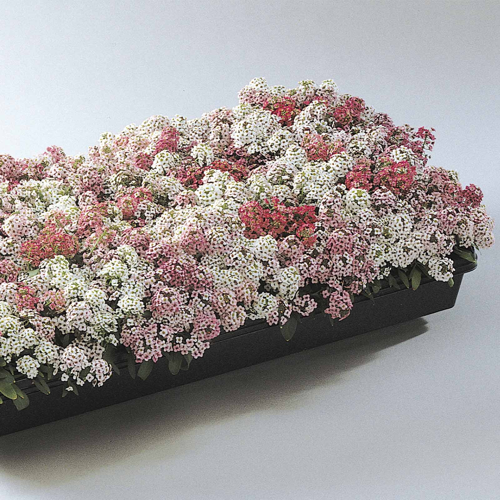 Alyssum Easter Bonnet Seeds - Color: Pastel Mix - Approx 1000 Multi ...