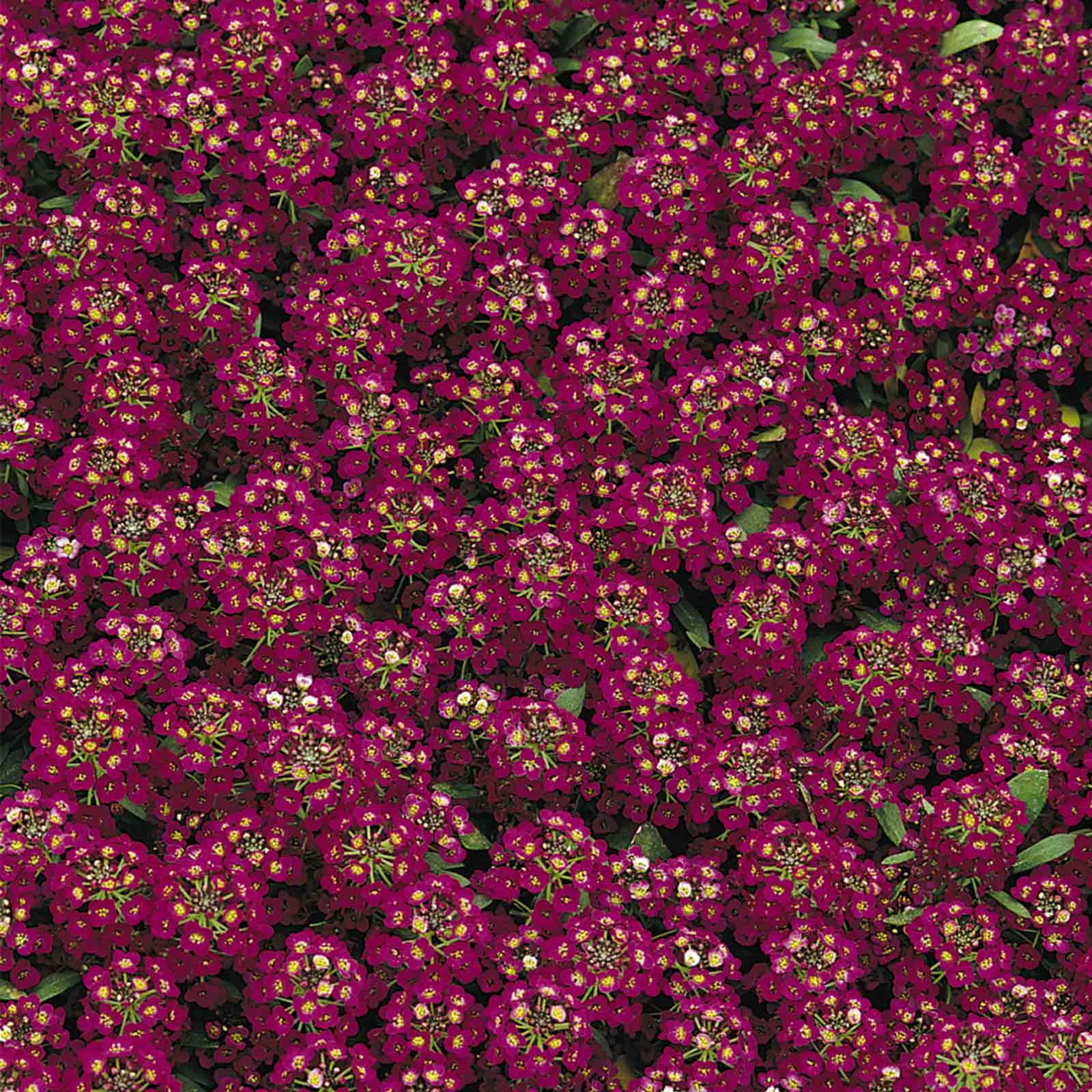 Alyssum Easter Bonnet Seeds - Color: Violet - Approx 5000 Annual Flower ...