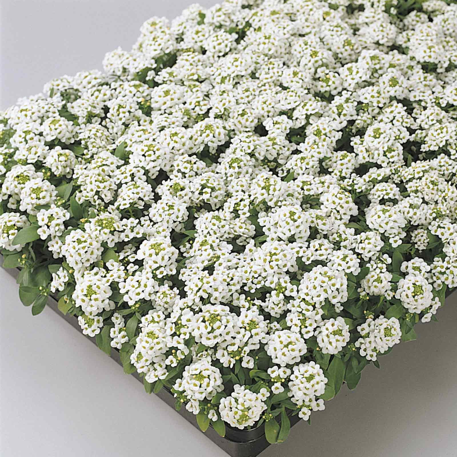 Alyssum Easter Bonnet Seeds - Color: White - Approx 5000 Annual Flower ...
