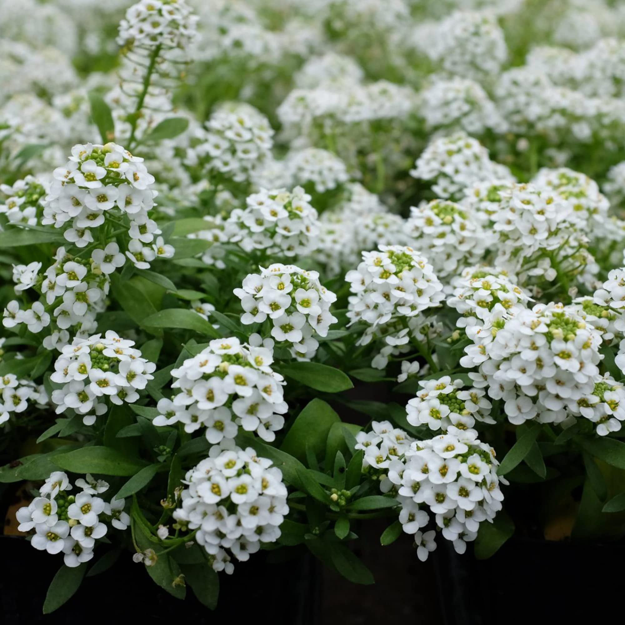 Alyssum Seeds Sweet SCH4 Alyssum Ornamental Flowering Plant Fragrant ...
