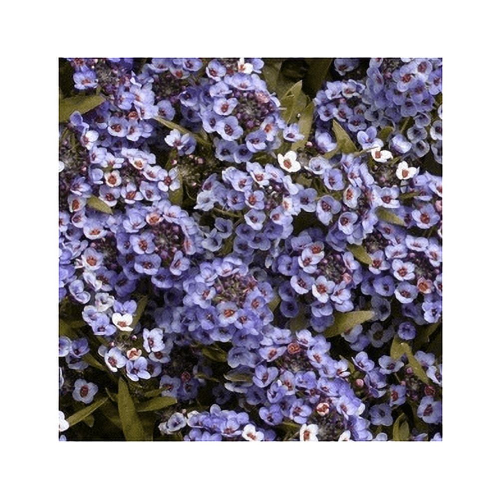 Alyssum Wonderland - Blue Nice Garden Flower by Seed Kingdom Bulk 700 ...