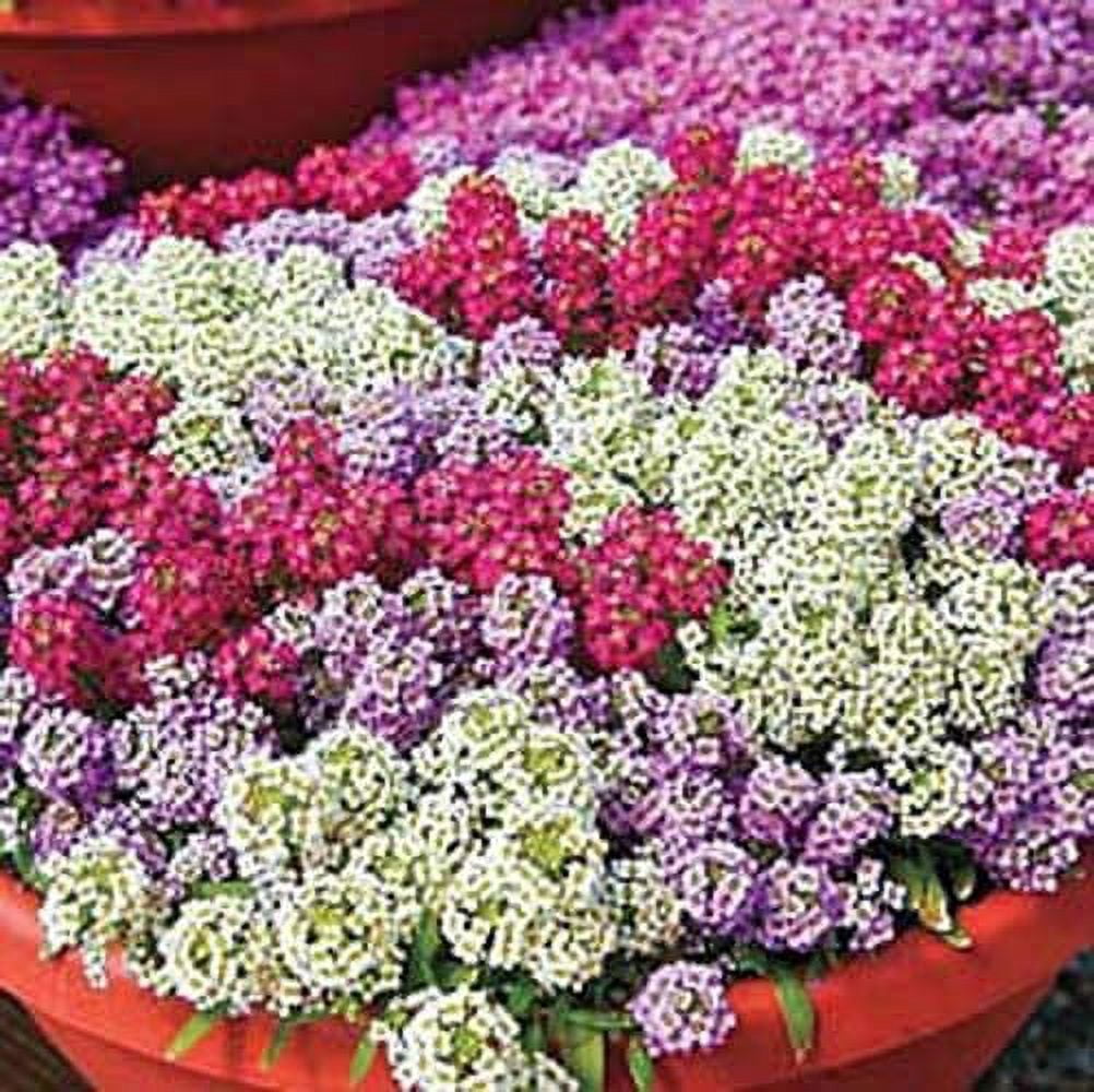 Seed Kingdom 50 Alyssum Wonderland Flower Seeds