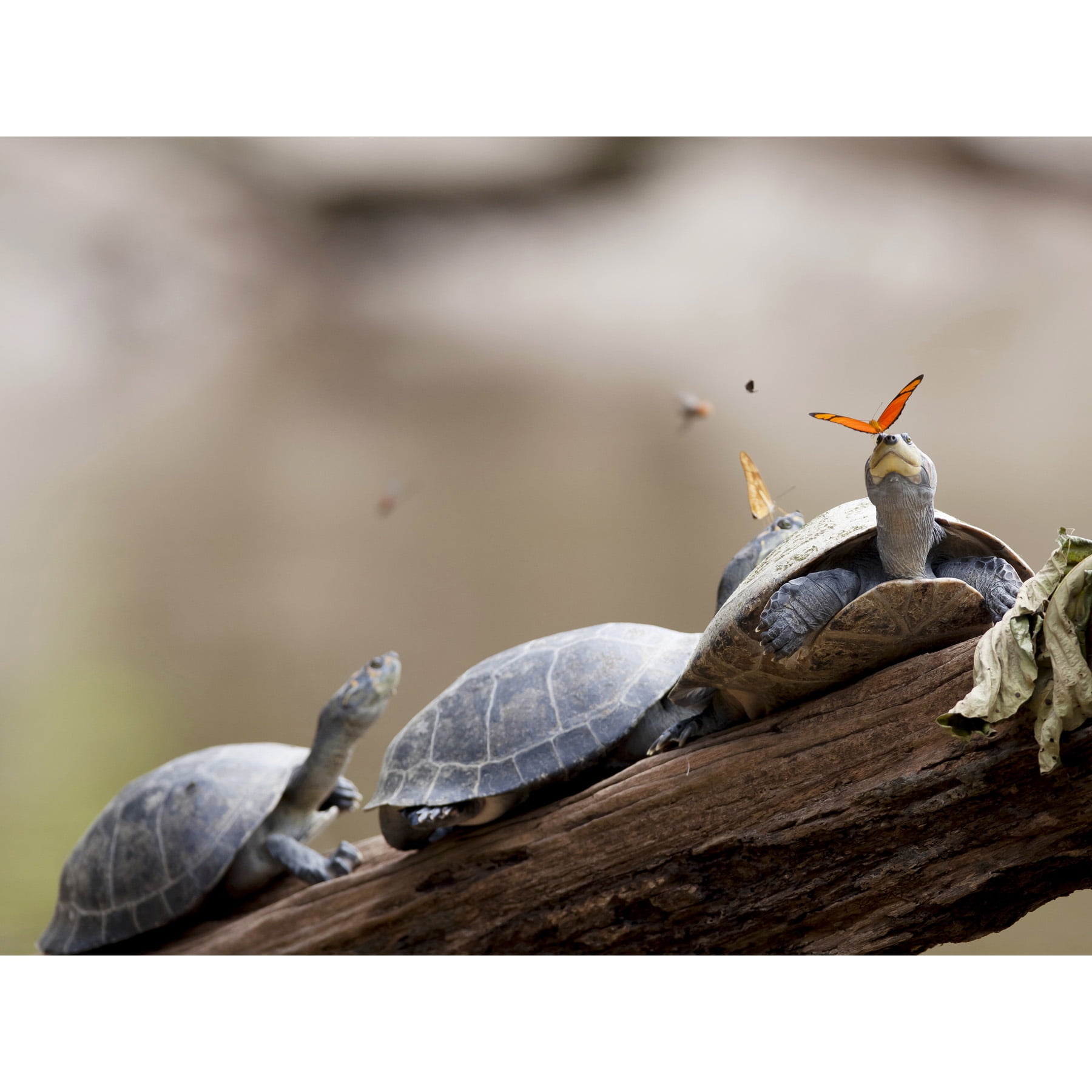 Amalavida Ecuador Butterfly Drinking Turtle Tears Photo Extra Large XL ...