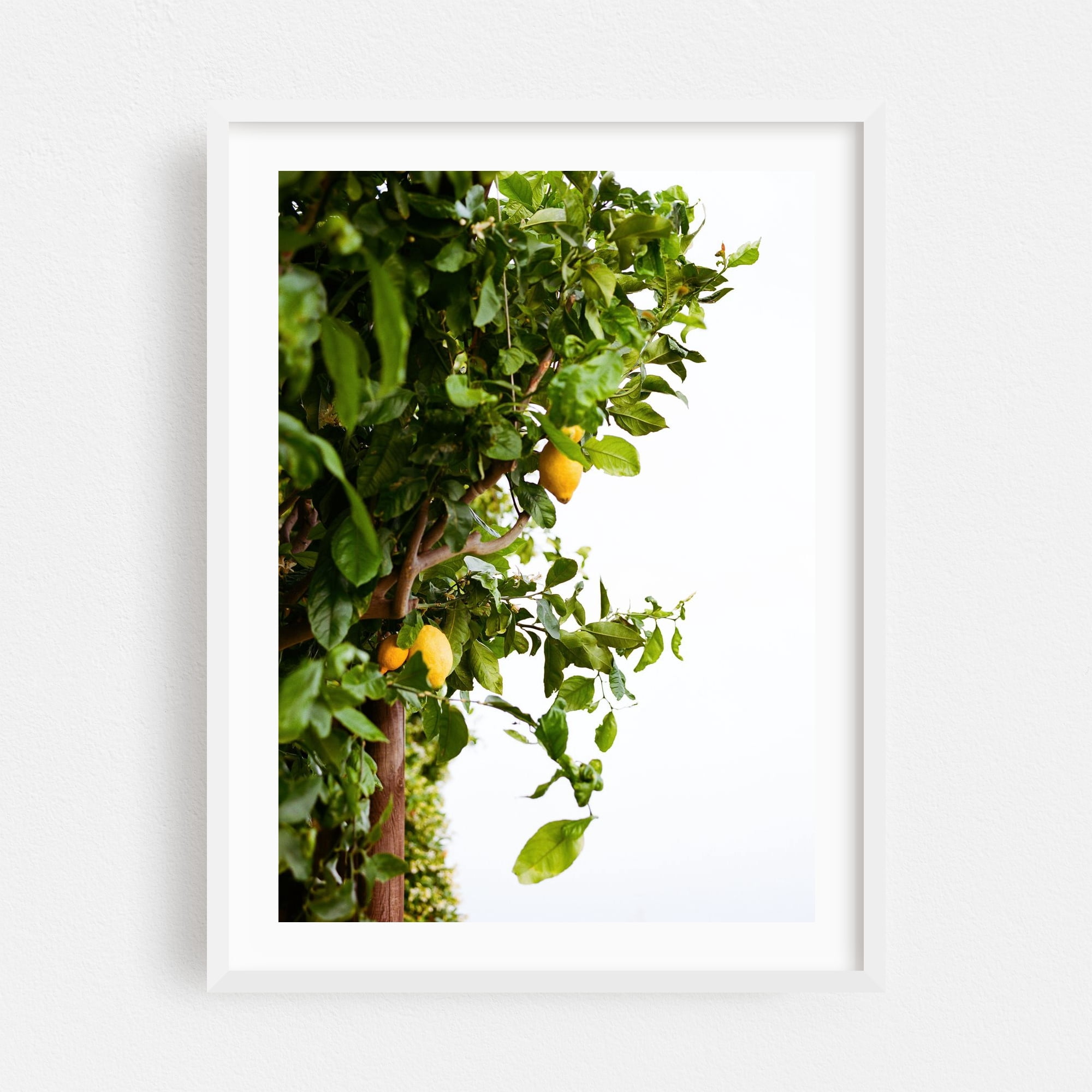 Amalfi Coast Lemons III - Amalfi Campania Italy Photography Lemon ...