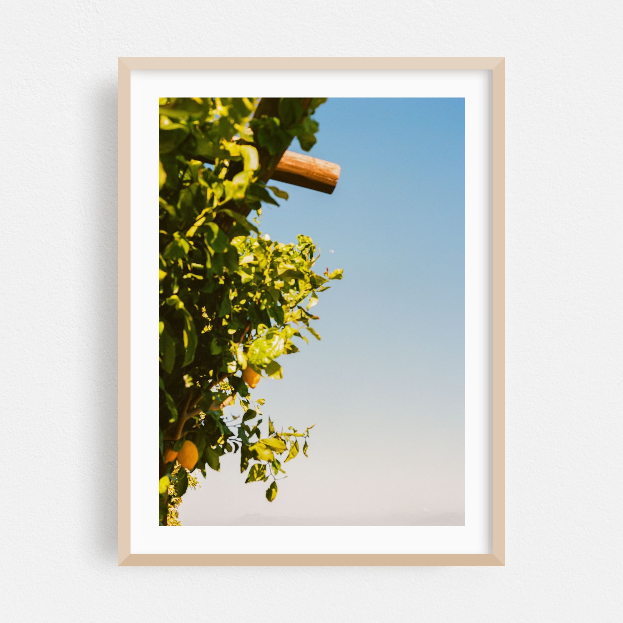 Amalfi Coast Lemons IV - Amalfi Campania Italy Photography Lemon Fruit ...