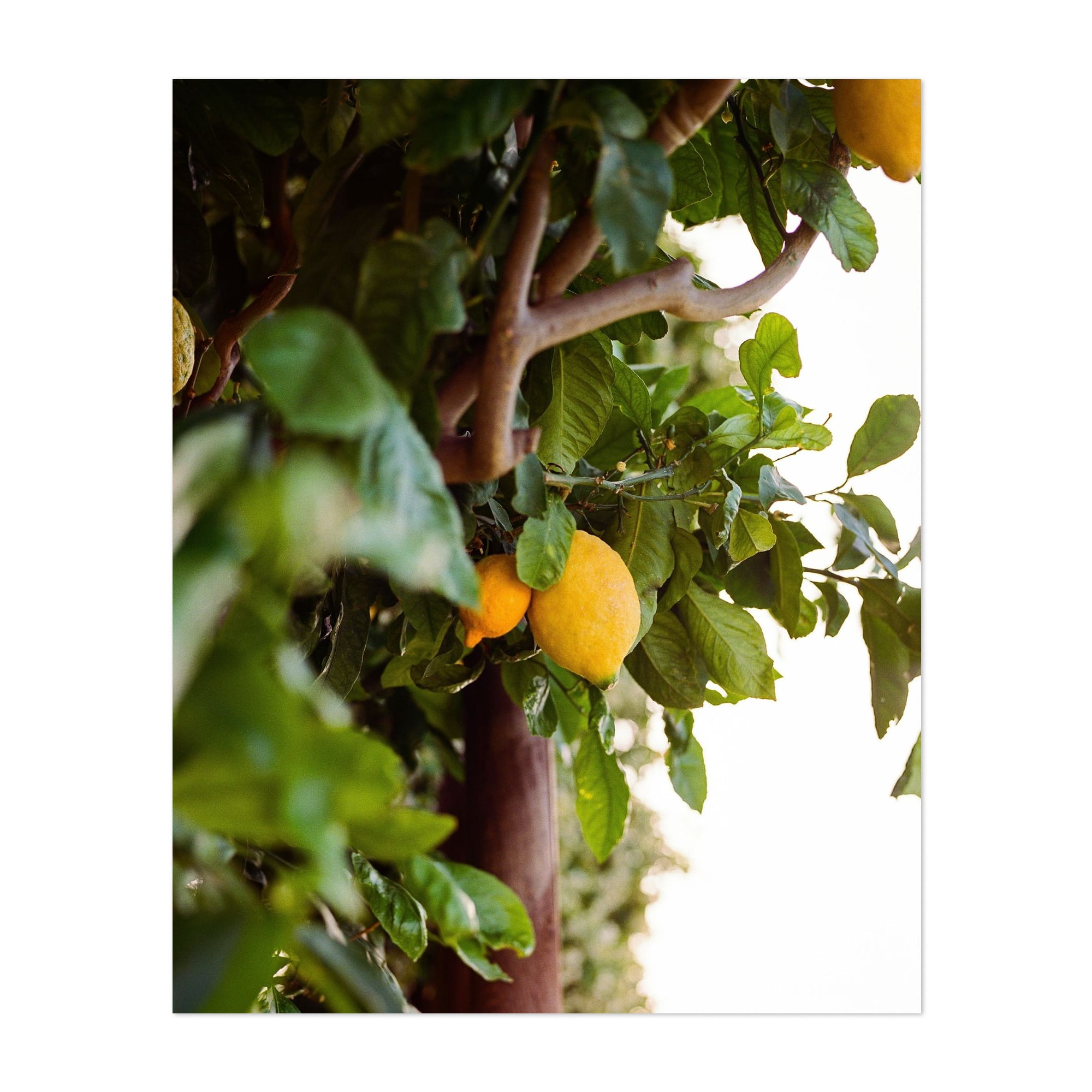 Amalfi Coast Lemons VI - Amalfi Campania Italy Photography Lemon ...