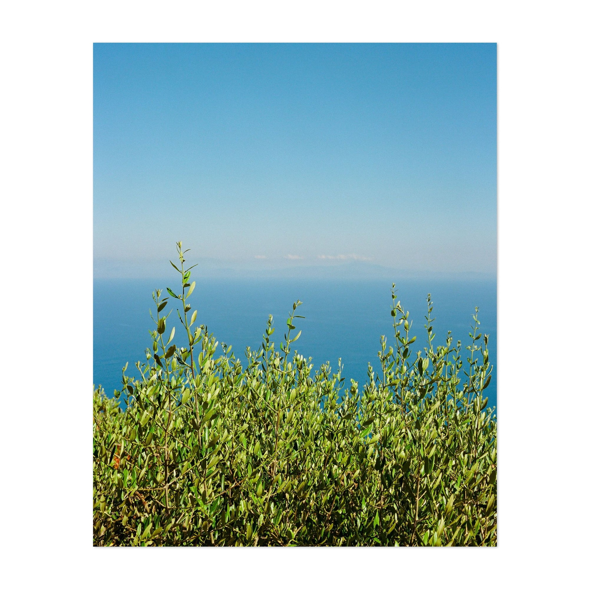 Amalfi Coast Olive Trees - Amalfi Campania Italy Photography Nature ...