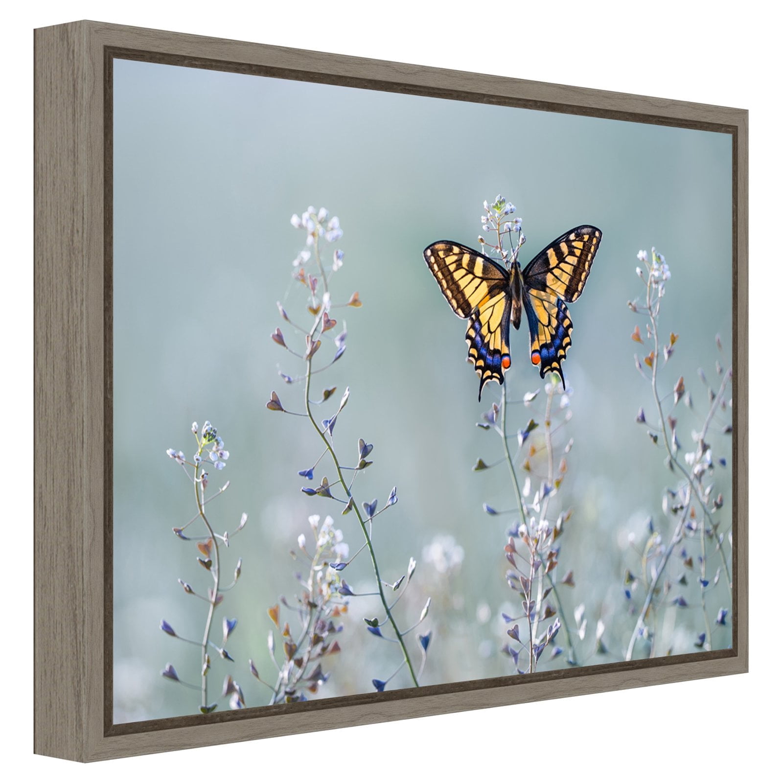 Amanti Art Canvas Art Framed Swallowtail beauty by Petar Sabol ...
