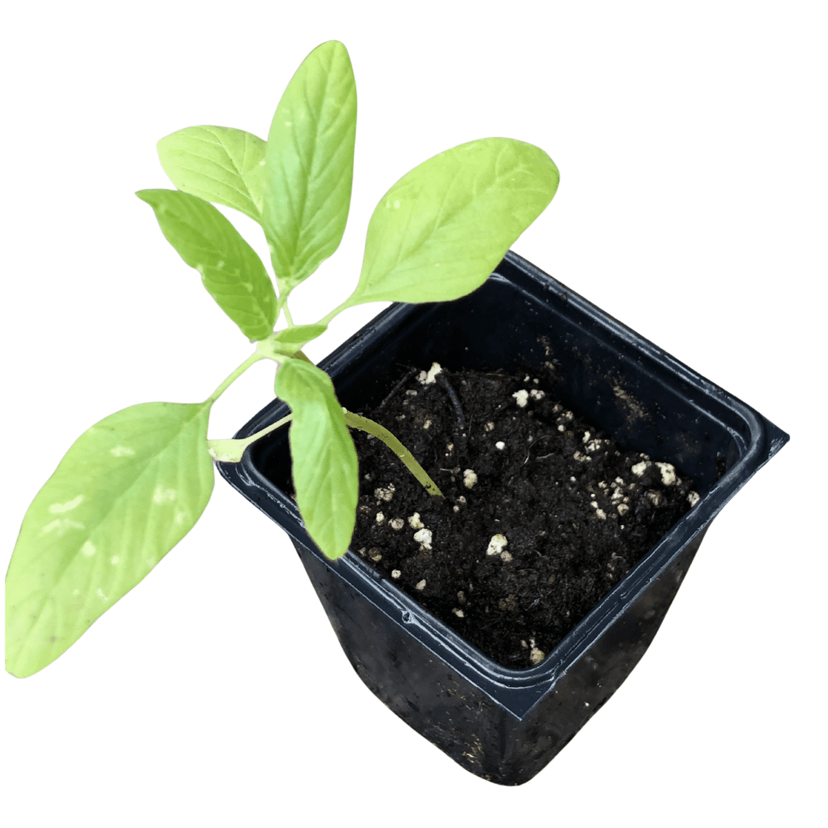 Amaranth, Coral Fountain (Amaranthus caudatus) Organic Plant in 2.5 ...