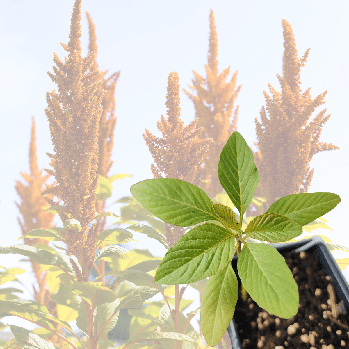 Amaranth, Hot Biscuits (Amaranthus cruentus) Organic Plant in 2.5-inch Pot by Smoke Camp Crafts ...