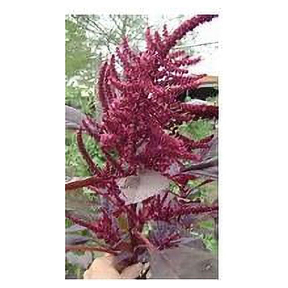 Amaranth Red Garnet Sprouting Microgreen Grain Heirloom Herb By Seed ...