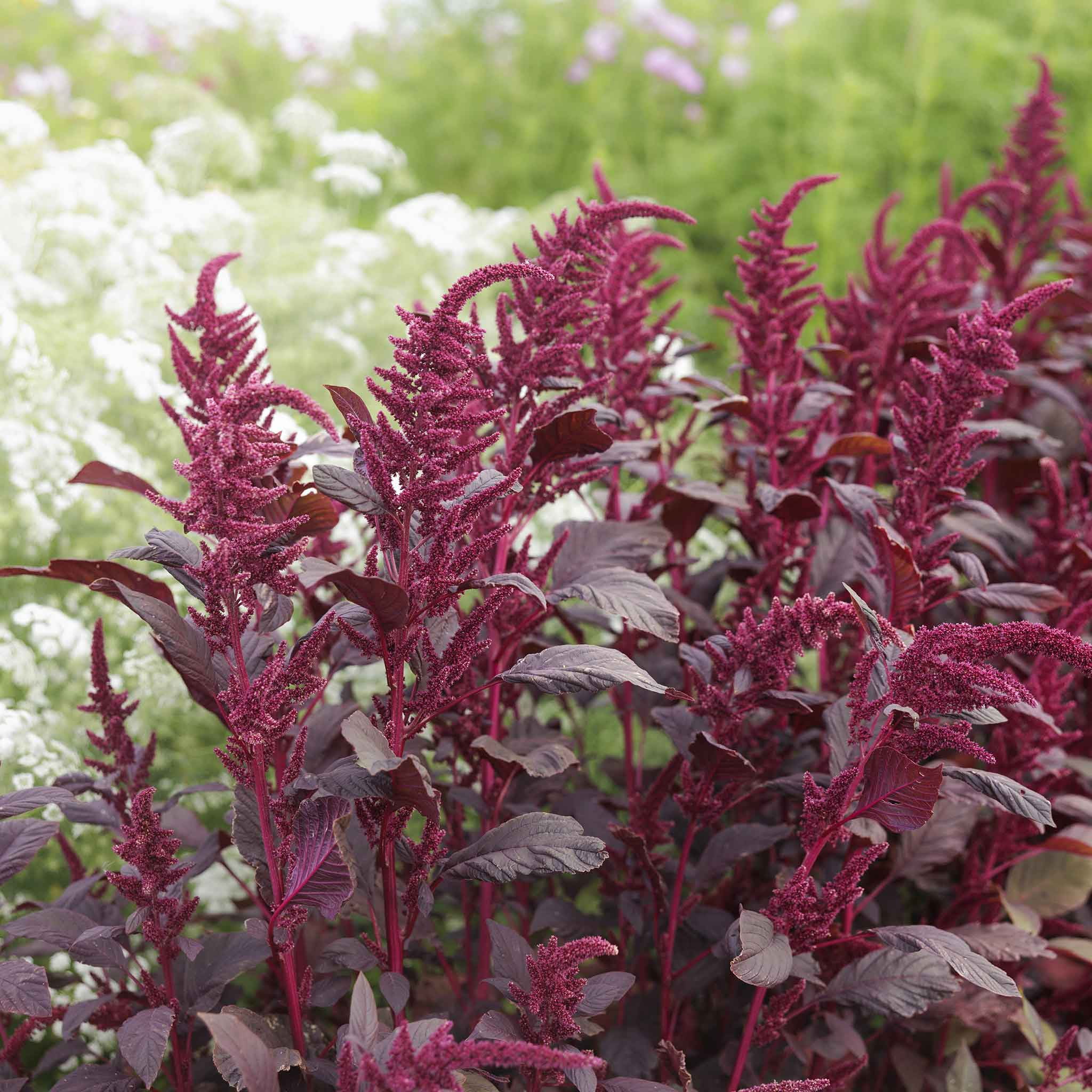 Amaranth Seeds - Red Garnet - Packet - Vegetable Seeds, Open Pollinated ...