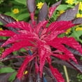 Amaranthus Seeds - Molten Fire - 1/4 Pound - Red Flower Seeds, Heirloom ...