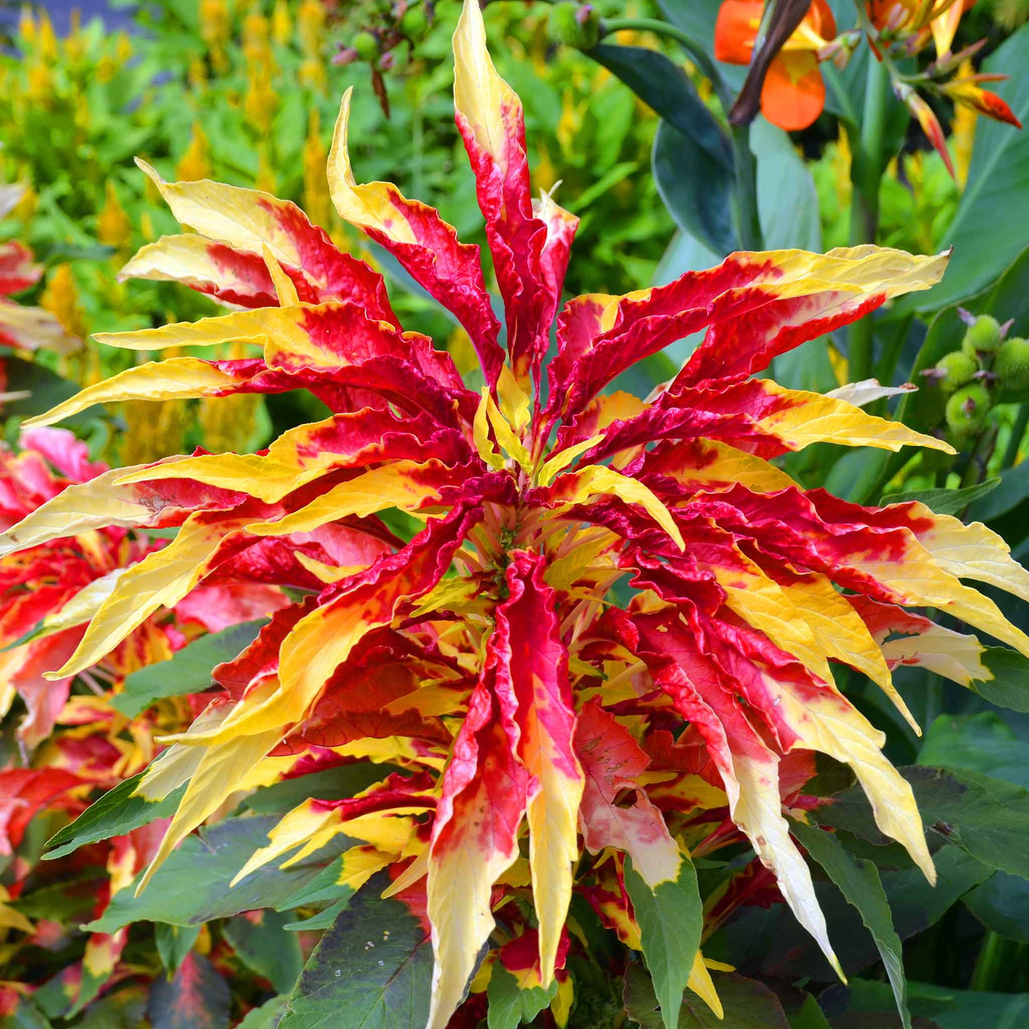 Eden Brothers Amaranthus Seeds - Perfecta - Walmart.com