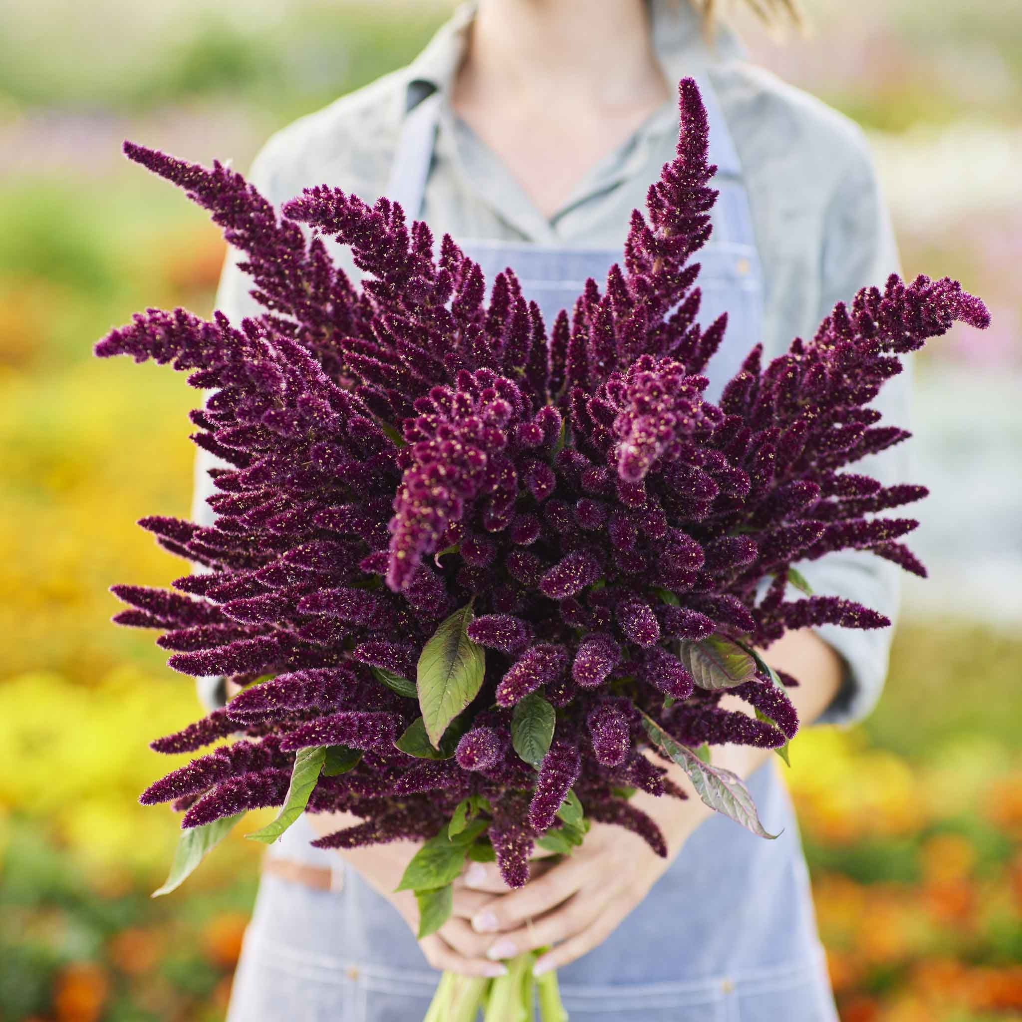 Eden Brothers Amaranthus Seeds - Pygmy Torch - Walmart.com