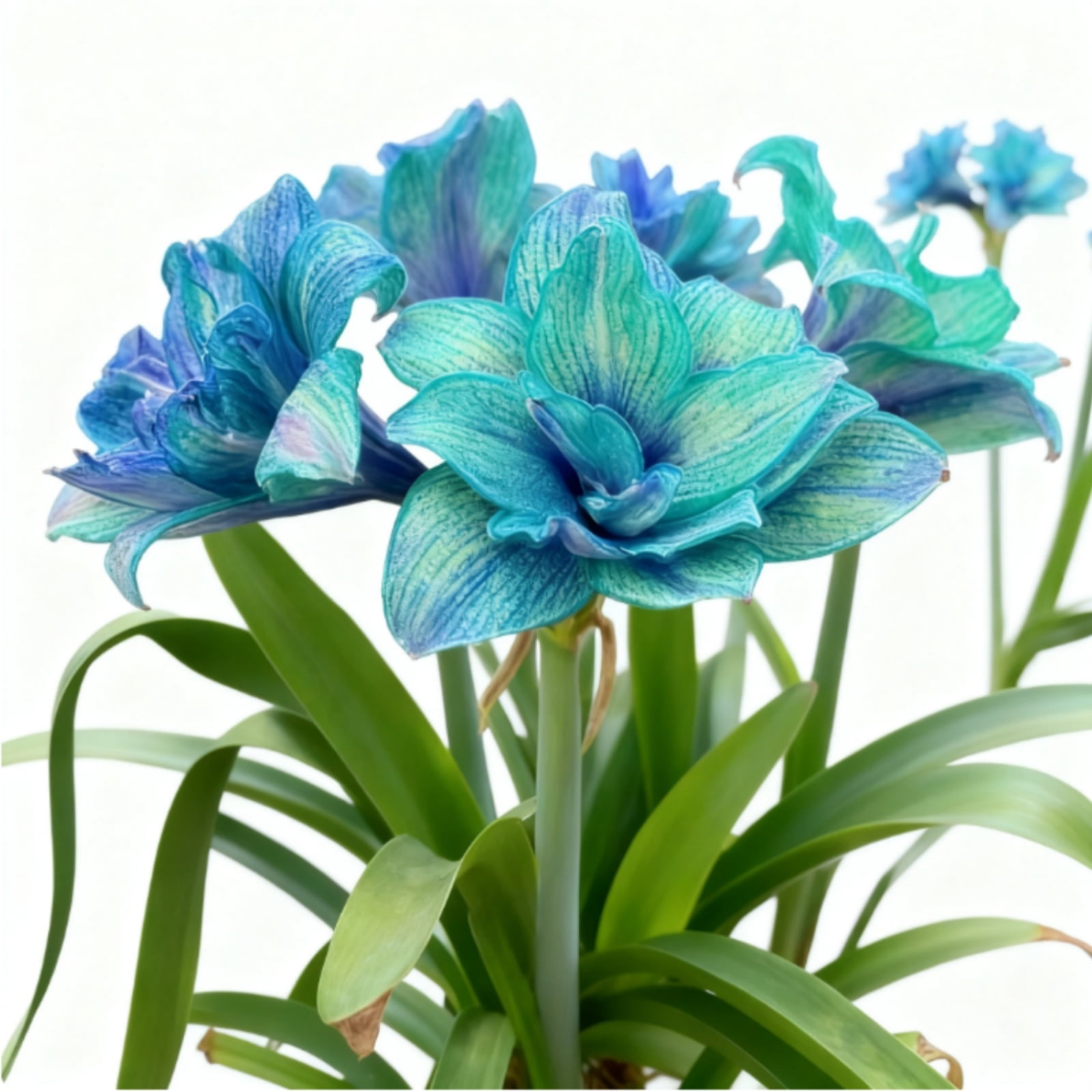 Amaryllis-Artificial Herbs Home Decoration- Bulbs Planting Bulbs ...