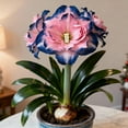 Amaryllis-Blooms every year-Premium Garden Stakes -Fast-Growing bulbs ...