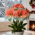 Amaryllis-Blooms every year-Premium Garden Stakes -Fast-Growing bulbs ...