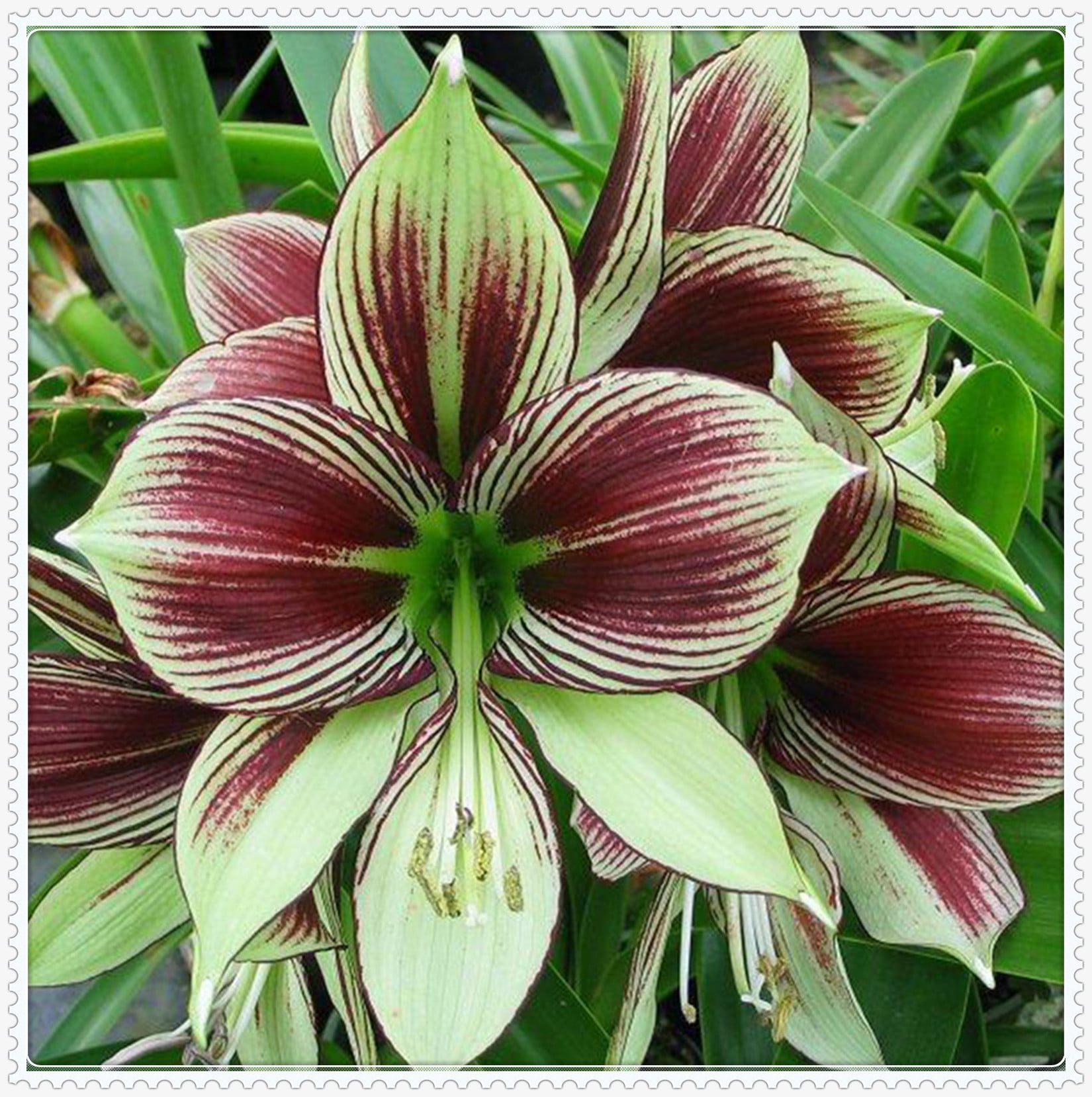Amaryllis,Brilliant Garden Home Decoration-Amaryllis,Perennial,Gorgeous ...