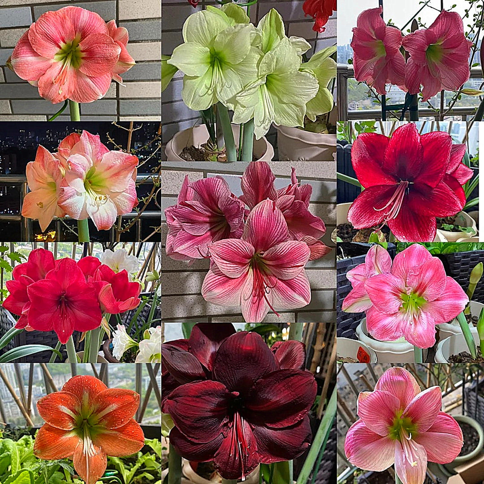 Amaryllis,Brilliant Garden Home Decoration-Amaryllis,Perennial,Gorgeous ...