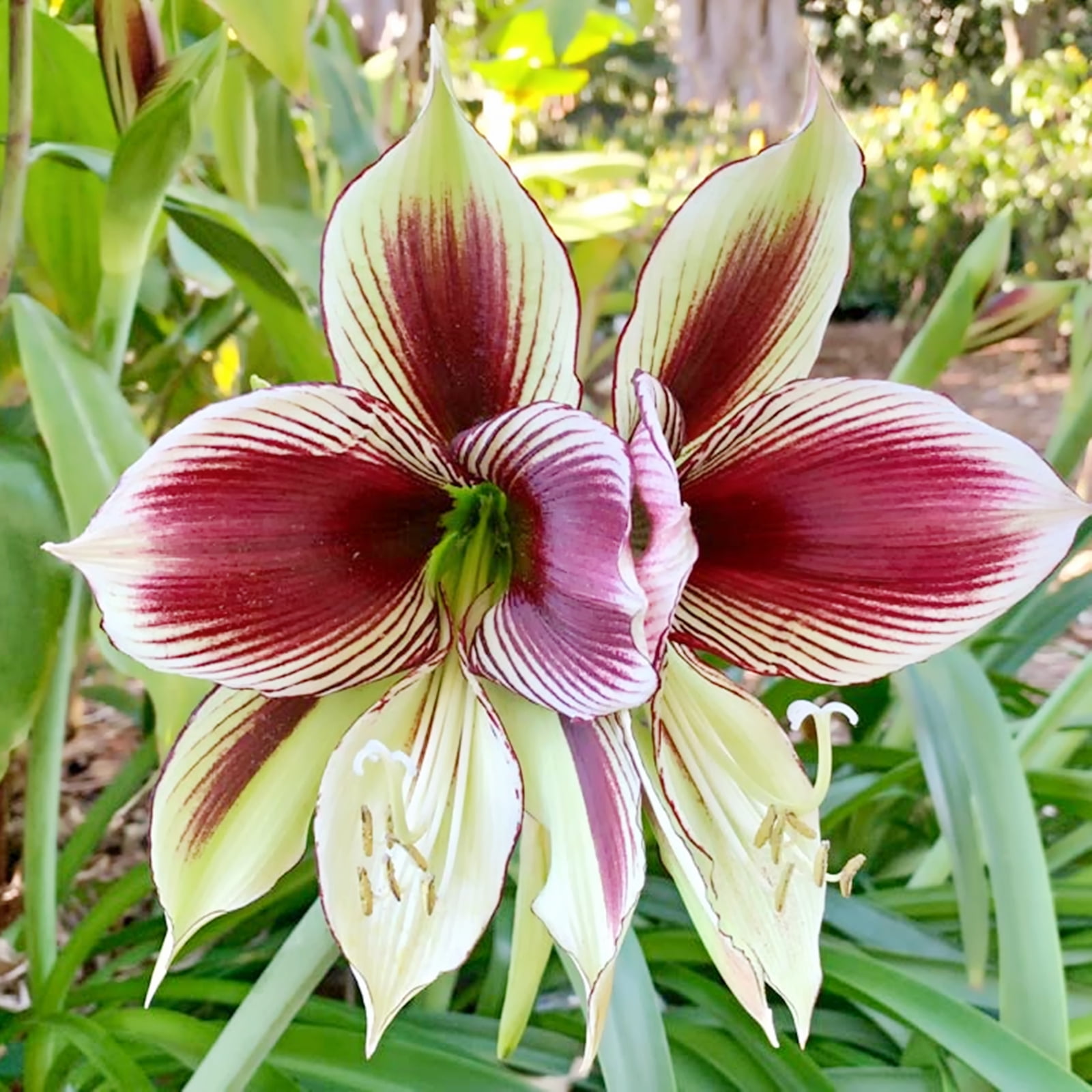 Amaryllis Bulb, No Watering Needed -Blooms, Decor & Birthday ...