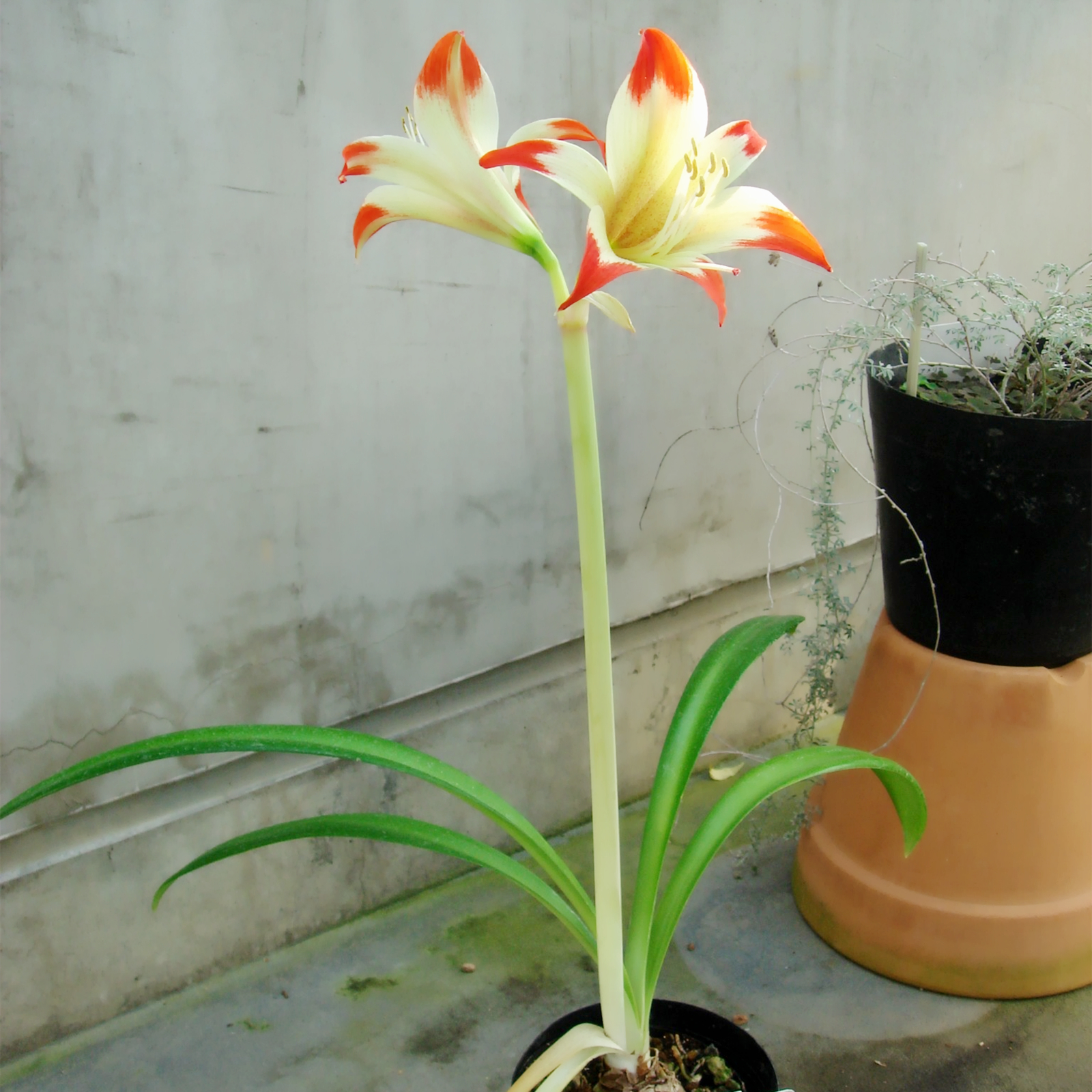 Amaryllis Bulb, No Watering Needed -Blooms, Decor & Birthday ...