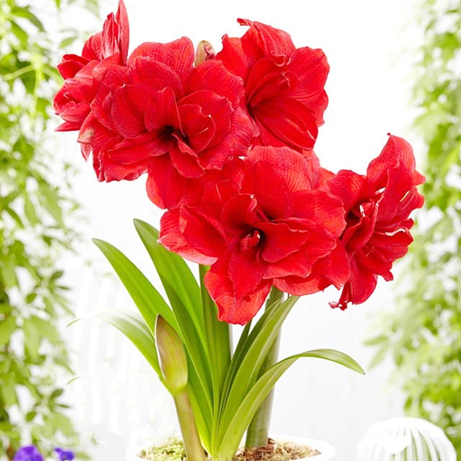 Amaryllis Bulb, No Watering Needed -Blooms, Decor & Birthday, Planting ...