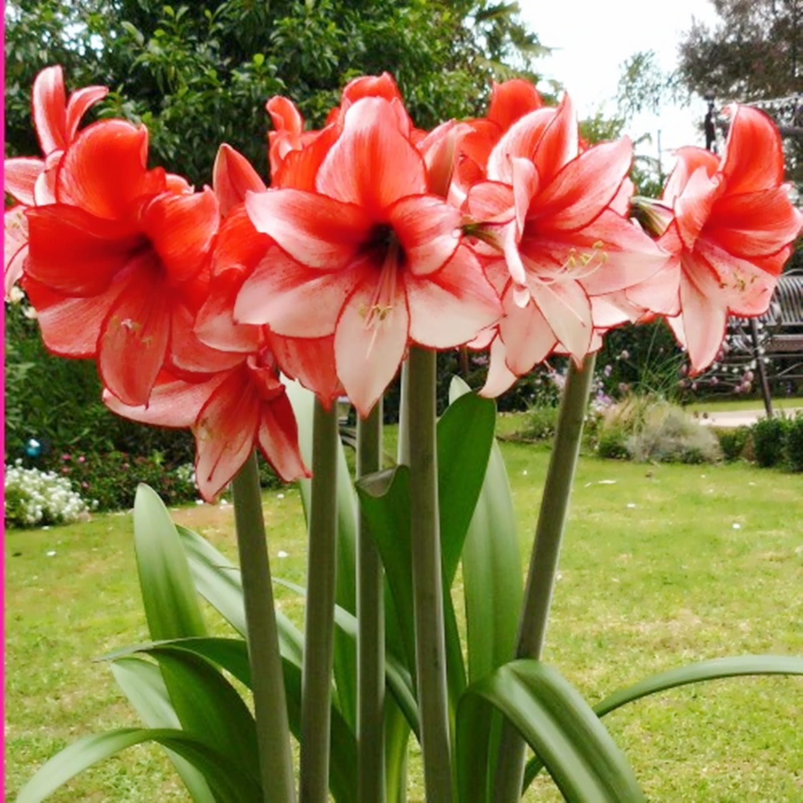 Amaryllis Bulb, No Watering Needed -Blooms, Decor & Birthday, Pots to ...